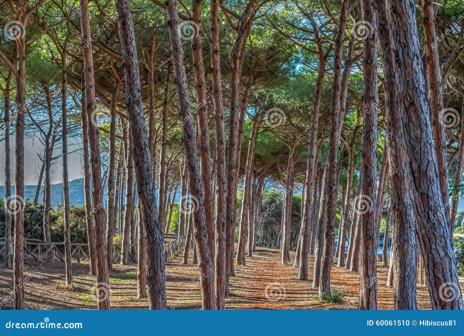 Pine trees in hdr stock photo. Image of wooden, brown - 60061510
