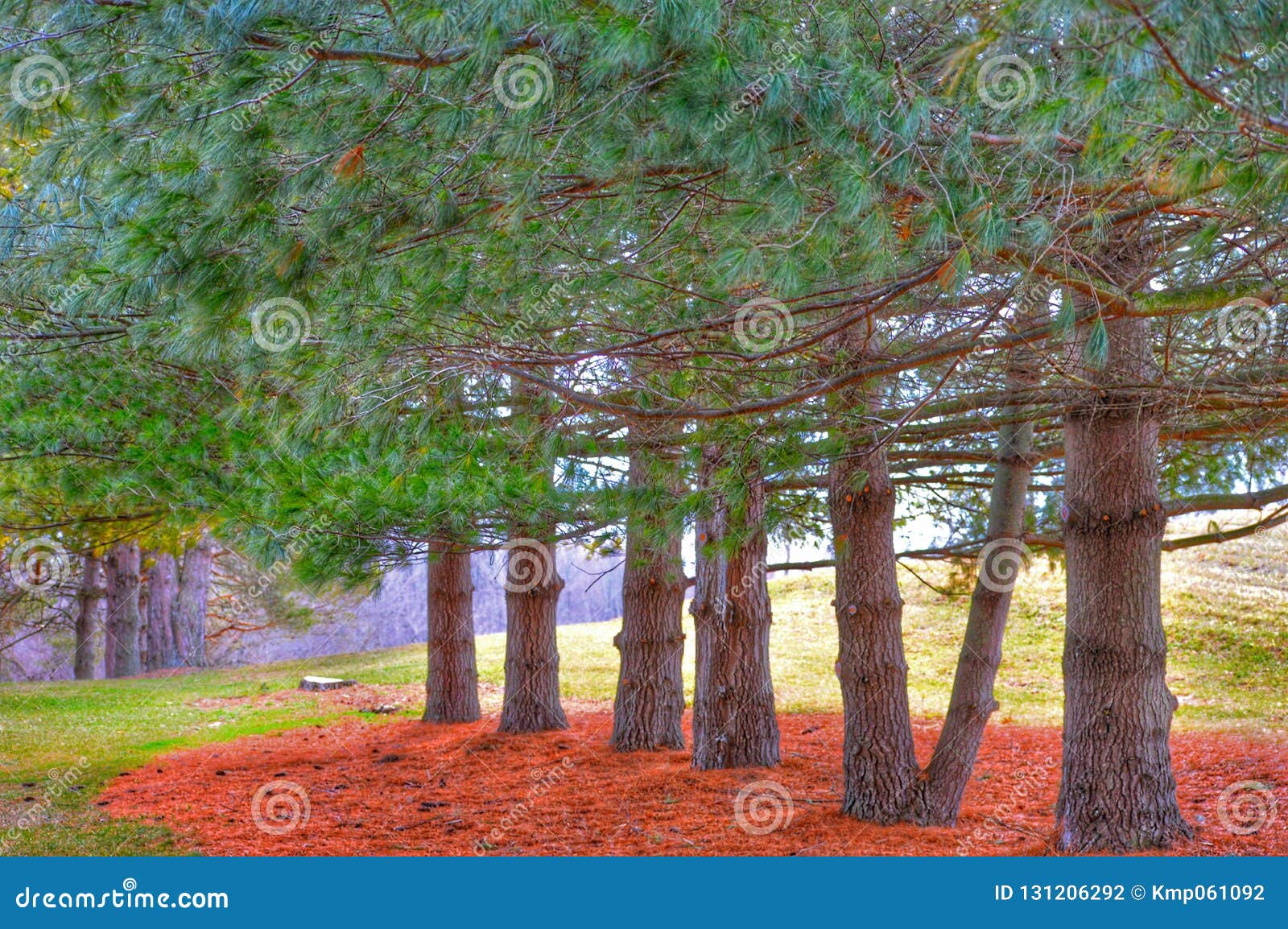 Pine Trees stock photo. Image of pineneedles, nature - 131206292