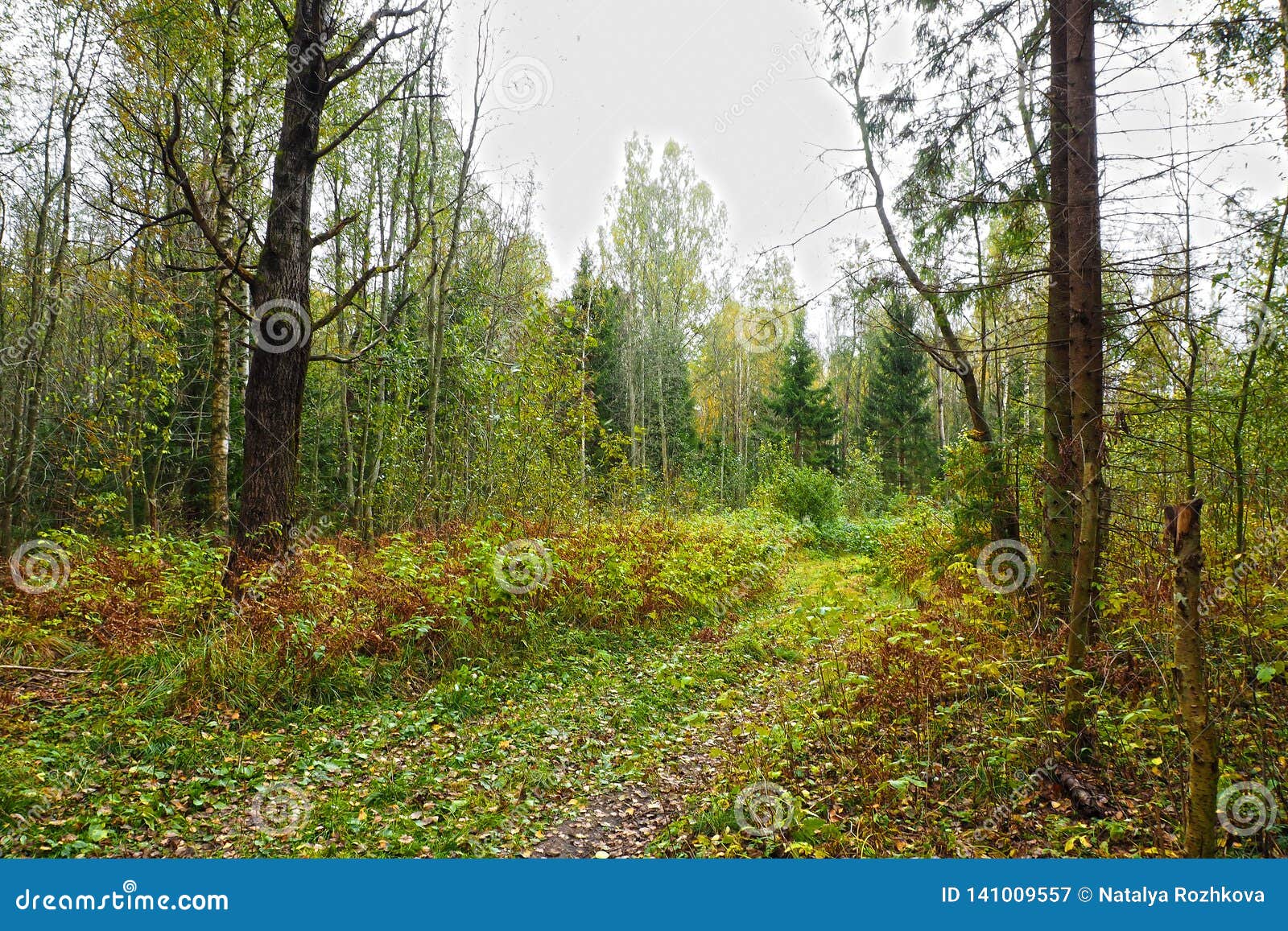 Pine Trees High Northern Forest Stock Image - Image of beautiful ...