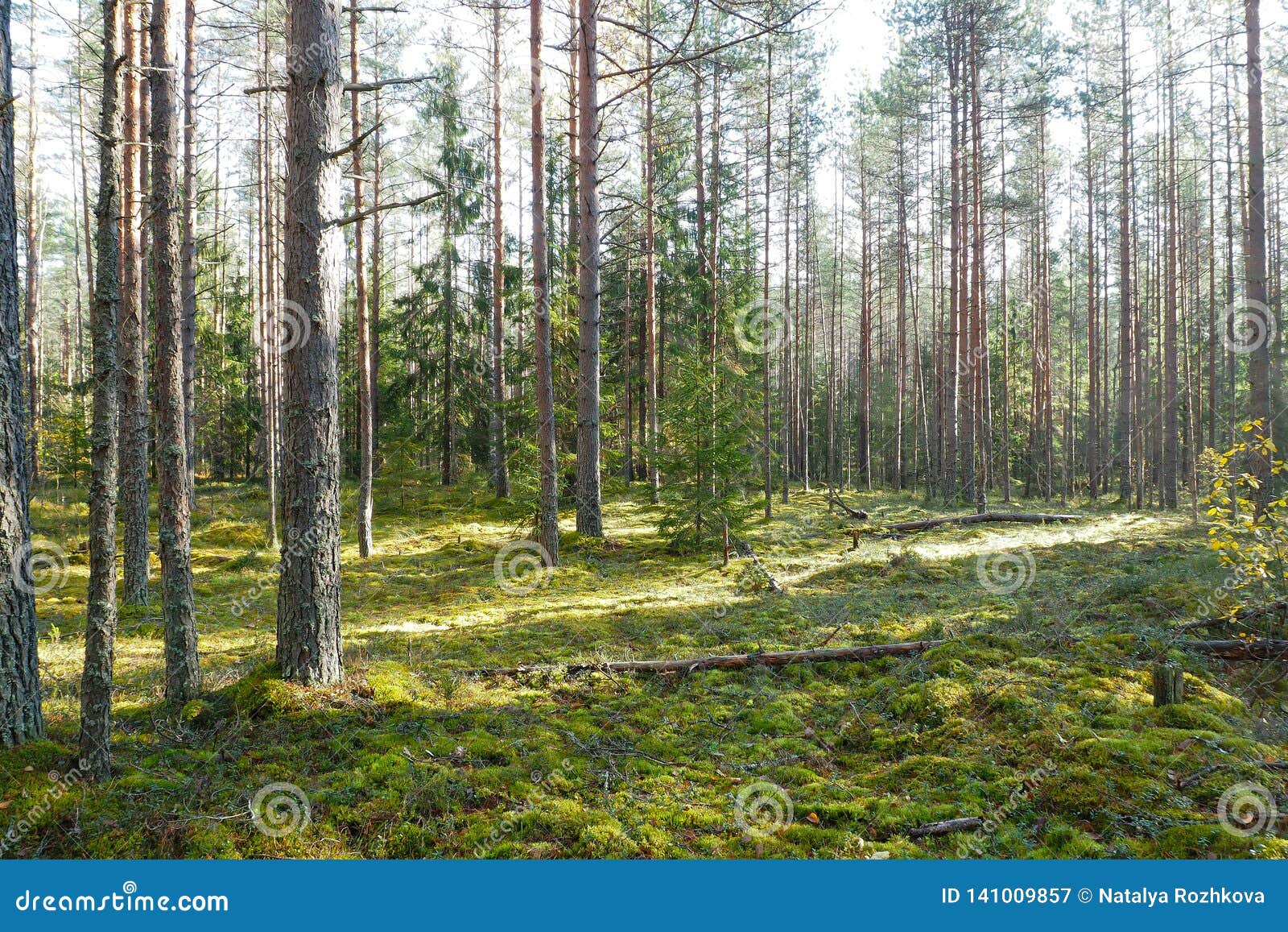 Pine Trees High Northern Forest Stock Image - Image of beauty, high ...