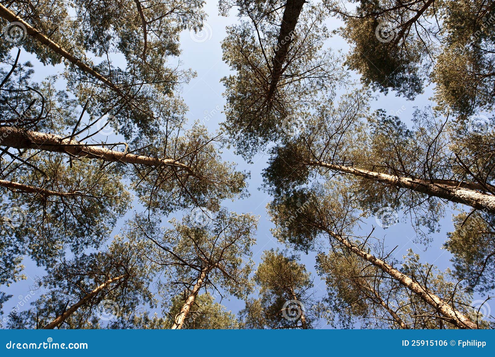 Pine trees high rising stock photo. Image of unspoilt - 25915106
