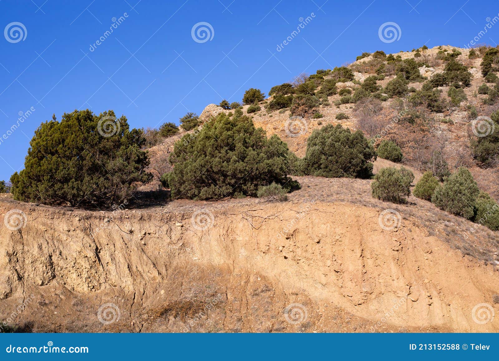 Pine trees on the hill stock photo. Image of soils, hill - 213152588