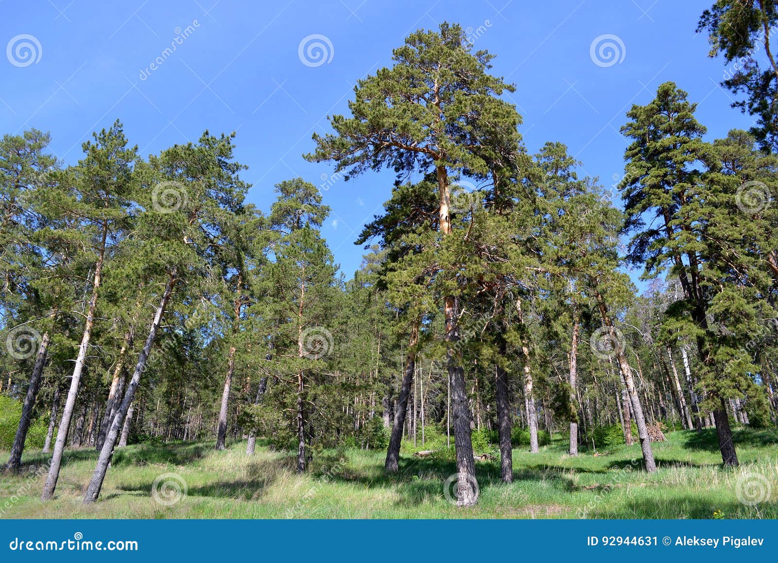 Pine trees on the hillside stock image. Image of shade - 92944631