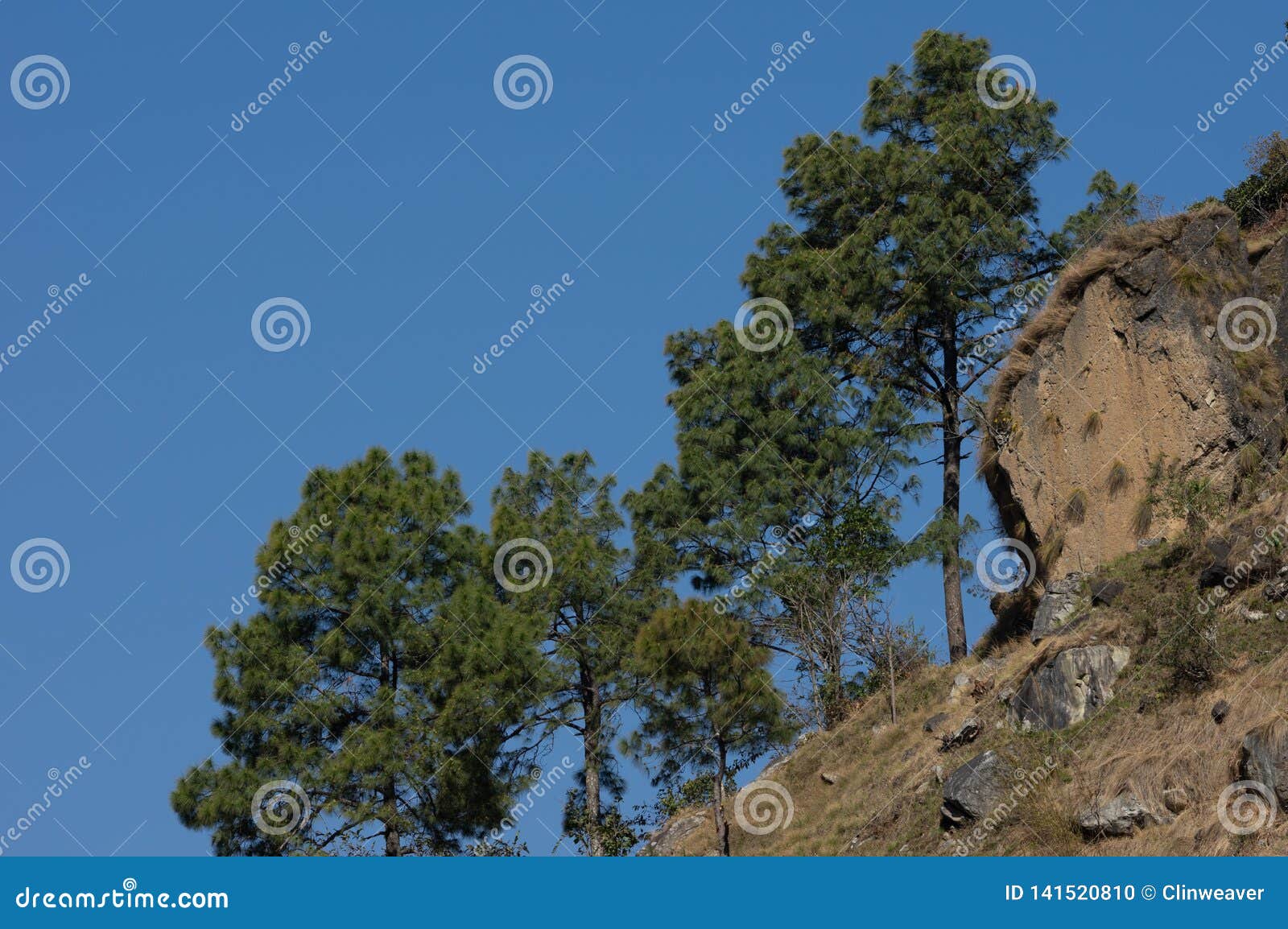 Pine Trees on Hillside stock photo. Image of beauty - 141520810