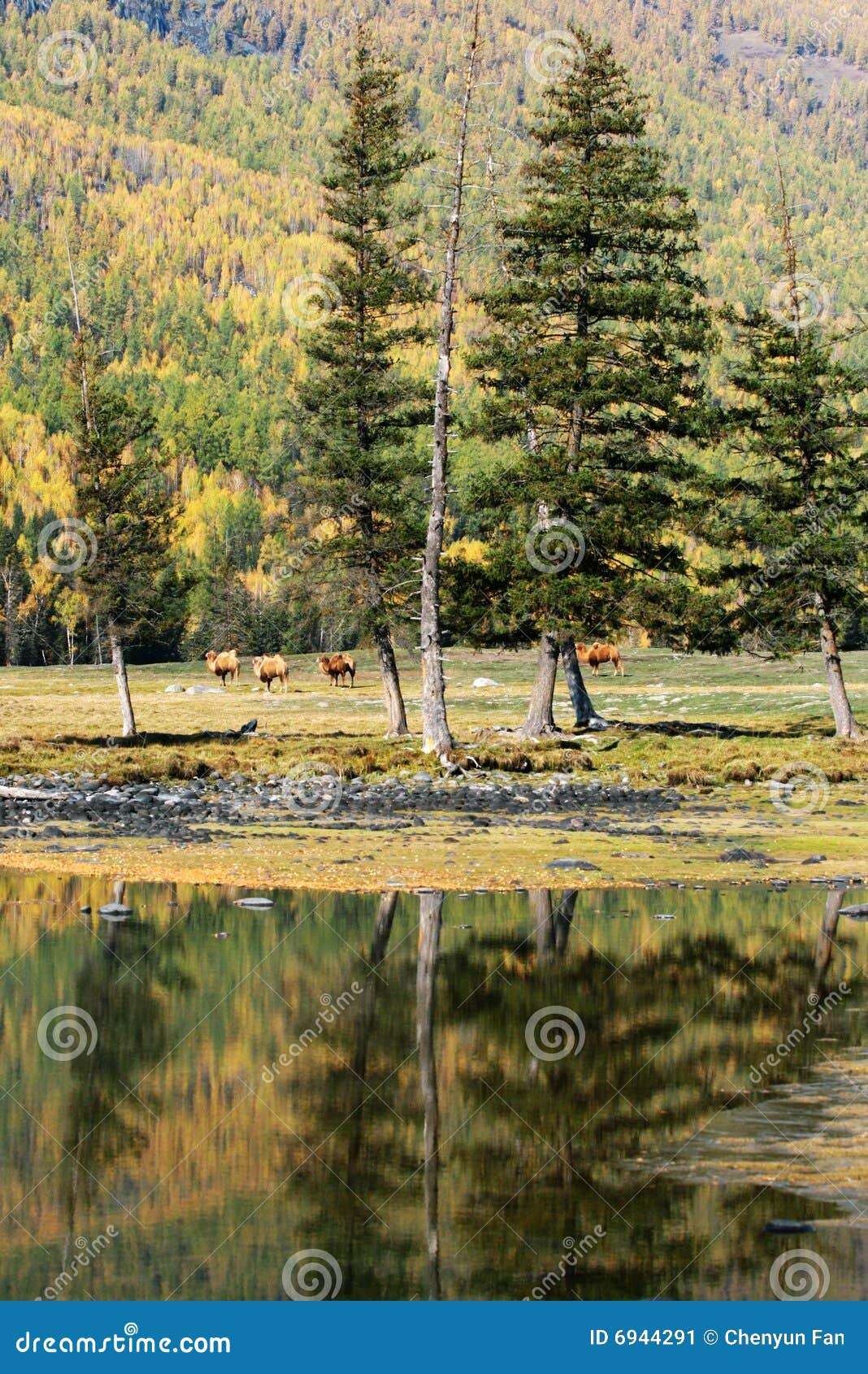 Pine Trees Inverted Reflection in Water Stock Image - Image of green ...