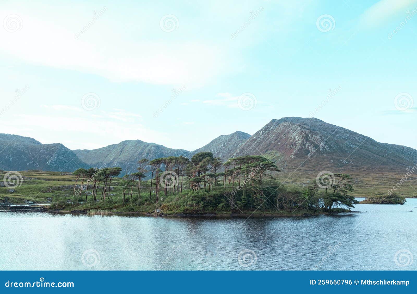 Pine Trees on Pine Island in Connemara, Galway, Ireland Stock Photo ...