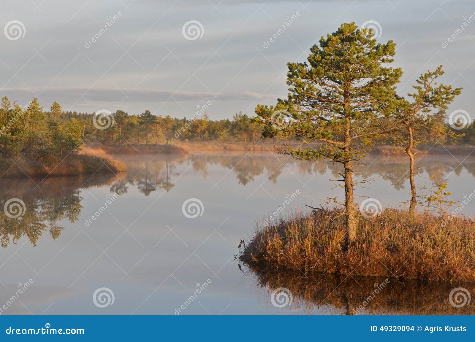 Pine trees on island stock photo. Image of travel, small - 49329094