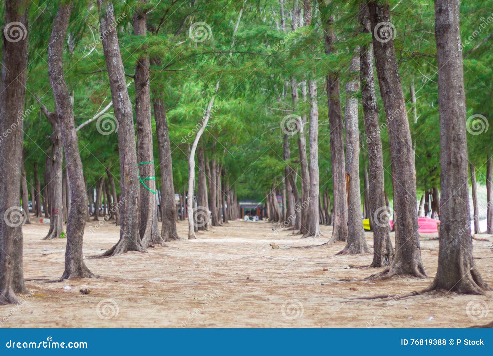 Pine trees on the island. stock photo. Image of island - 76819388