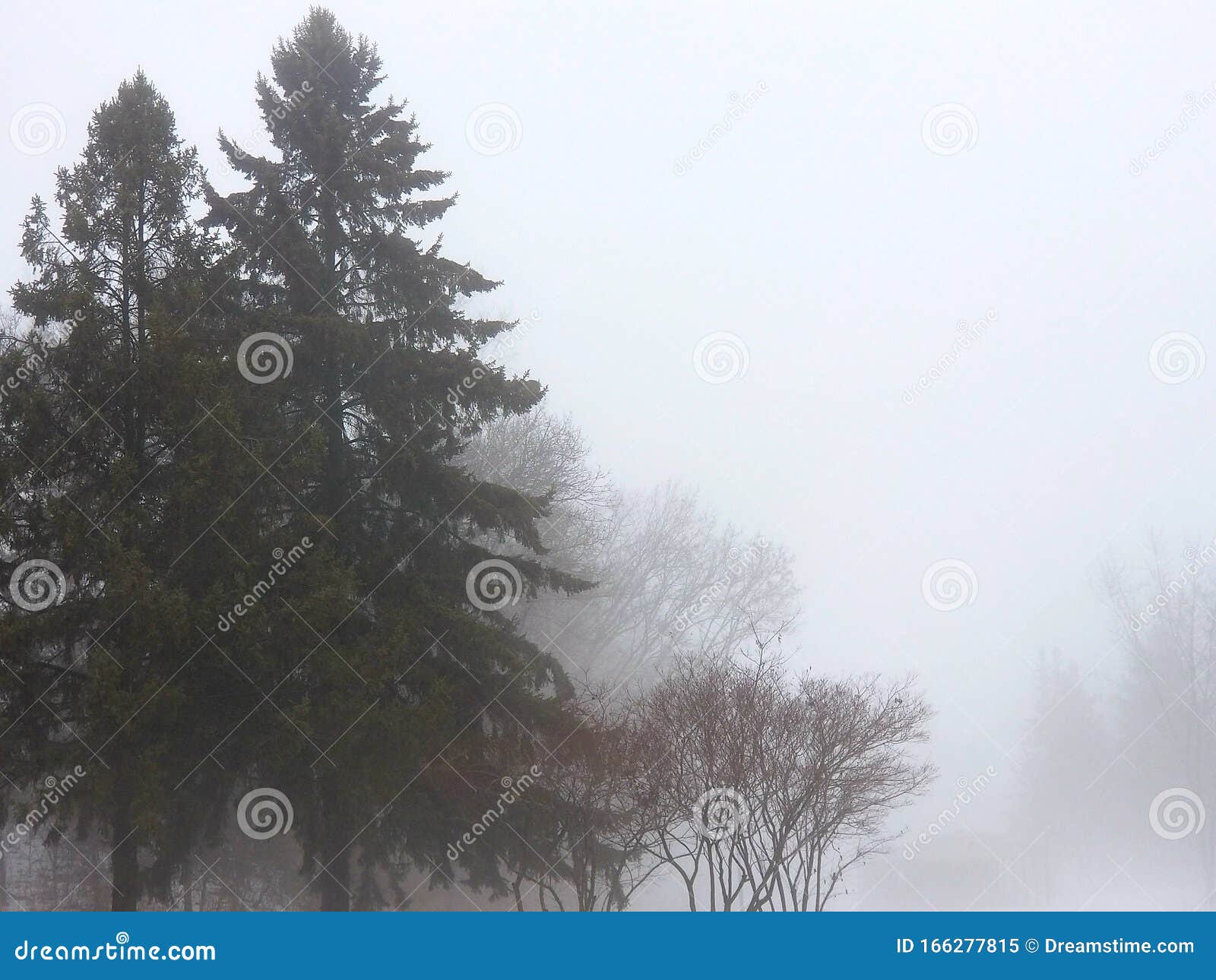 Pine trees in January stock image. Image of pine, january - 166277815