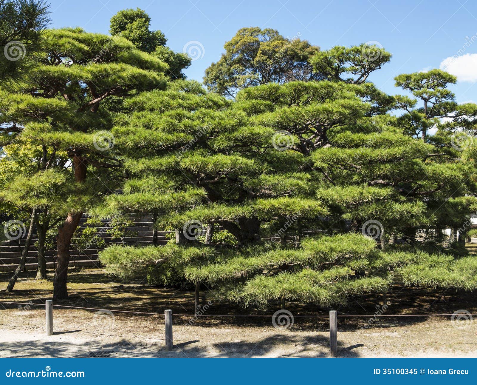 Pine trees stock image. Image of nature, japanese, tree - 35100345
