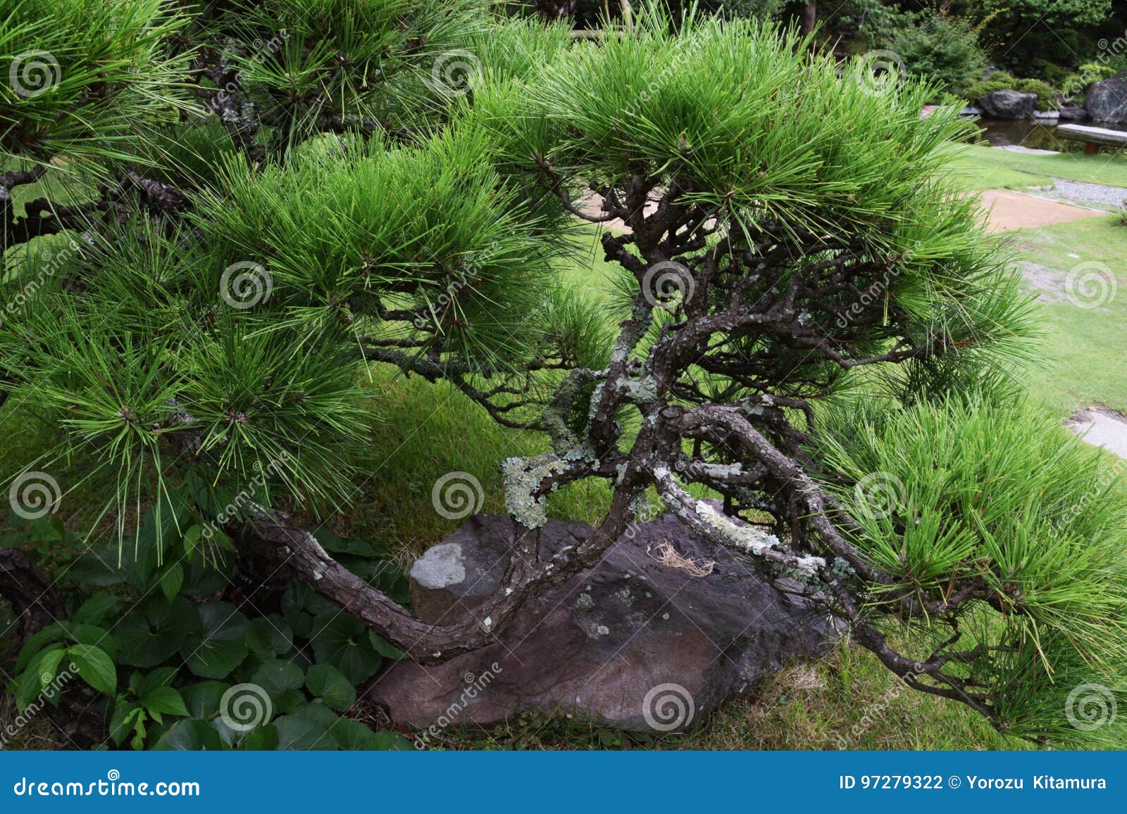 Pine Trees in the Japanese Garden Stock Photo - Image of coniferous ...