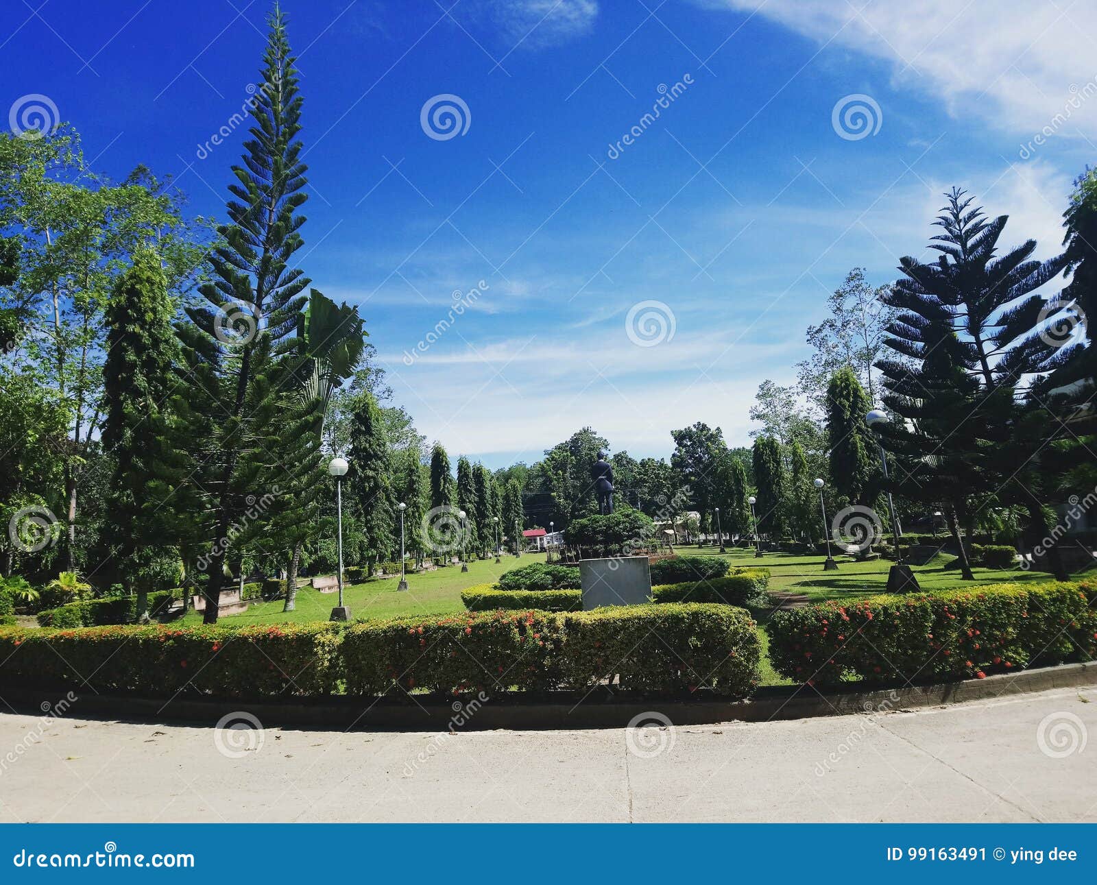 Pine trees editorial photo. Image of landscape, sceneries - 99163491