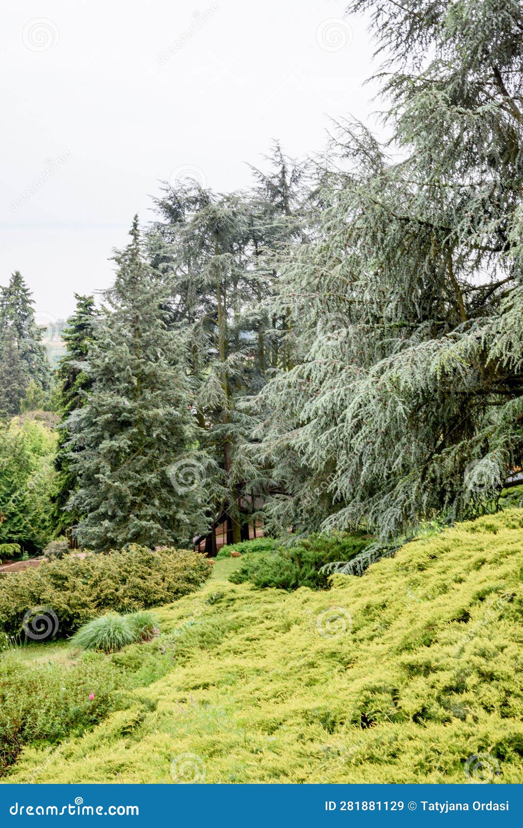 Pine Trees in a Large Garden in Spring, Beautiful Pine Trees Stock ...