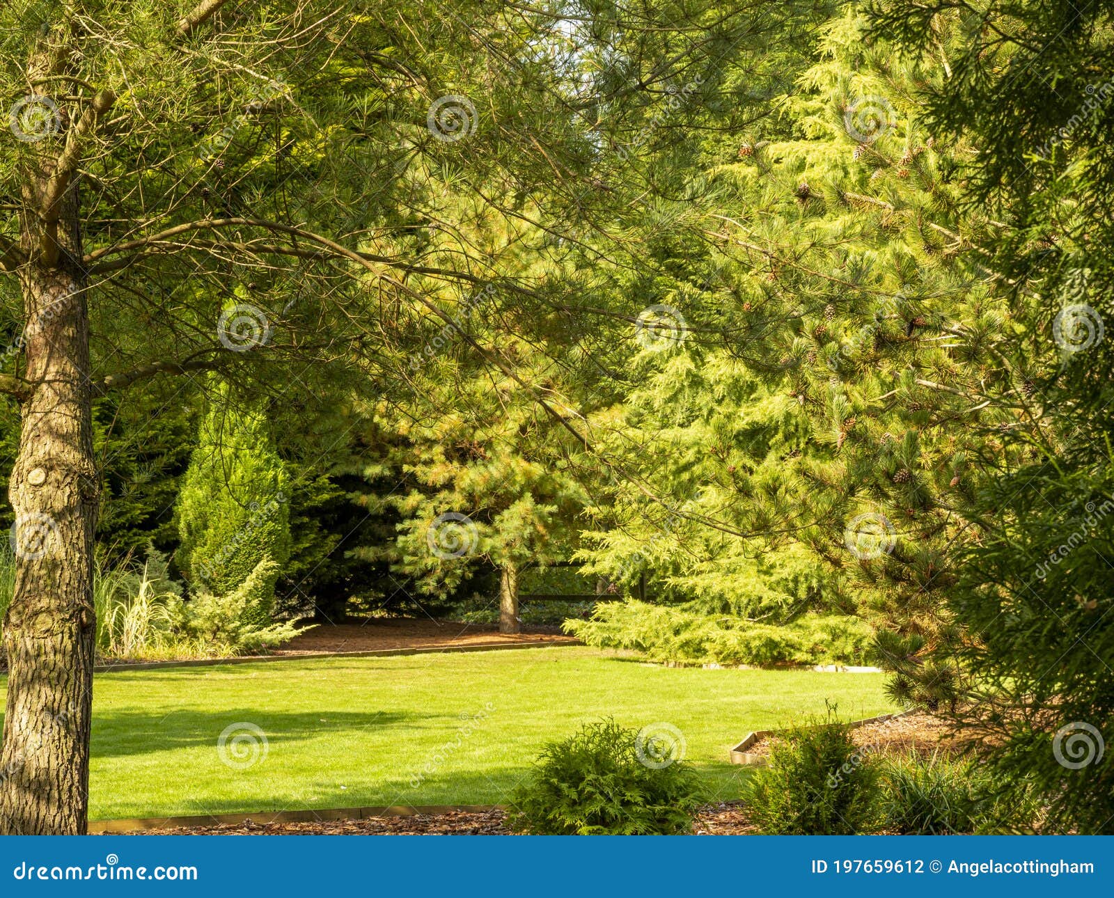 Pine Trees and Lawn in a Garden Stock Photo - Image of trunk, pine ...