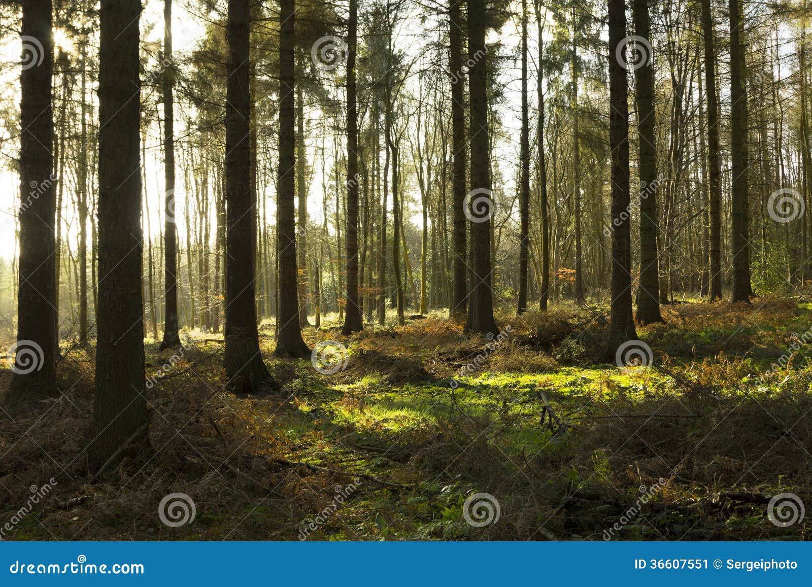 Pine Trees and Light stock image. Image of england, summer - 36607551
