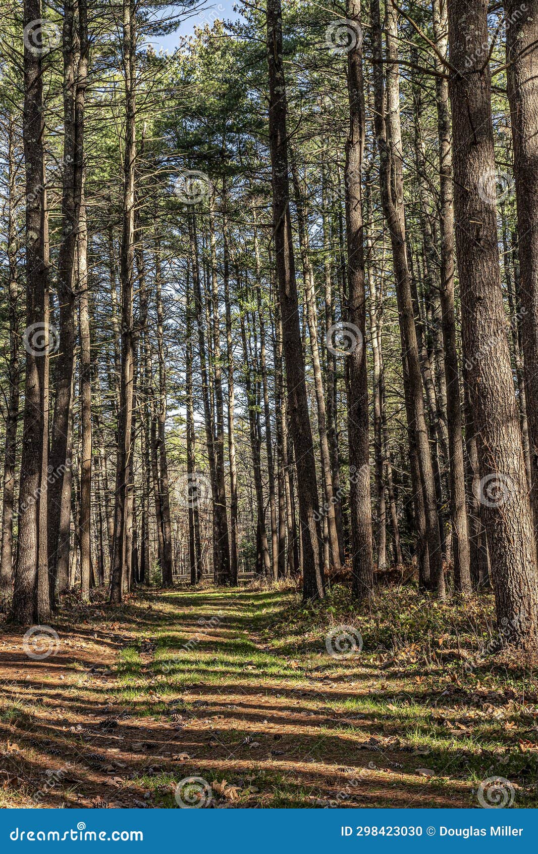 Pine Trees Line a Fire Road in the Forest of Massachusetts Stock Photo ...