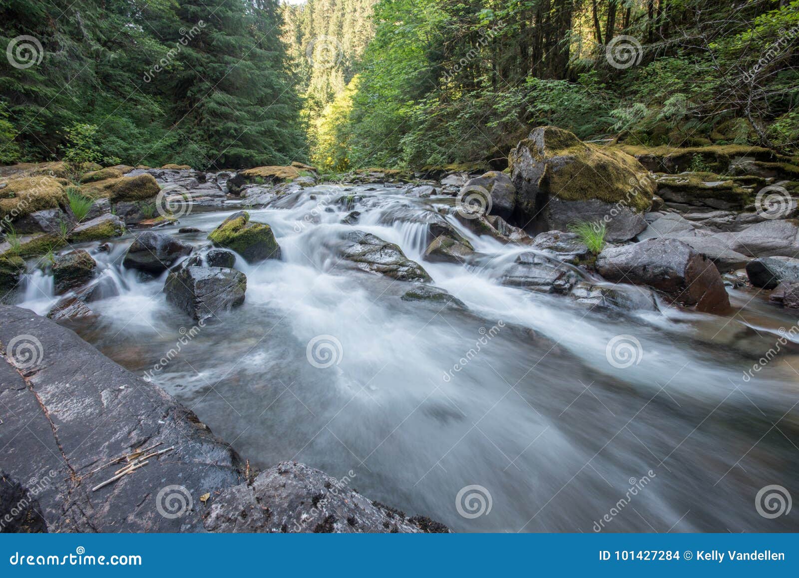 Pine Trees Line a Rushing River Stock Photo - Image of green, motion ...