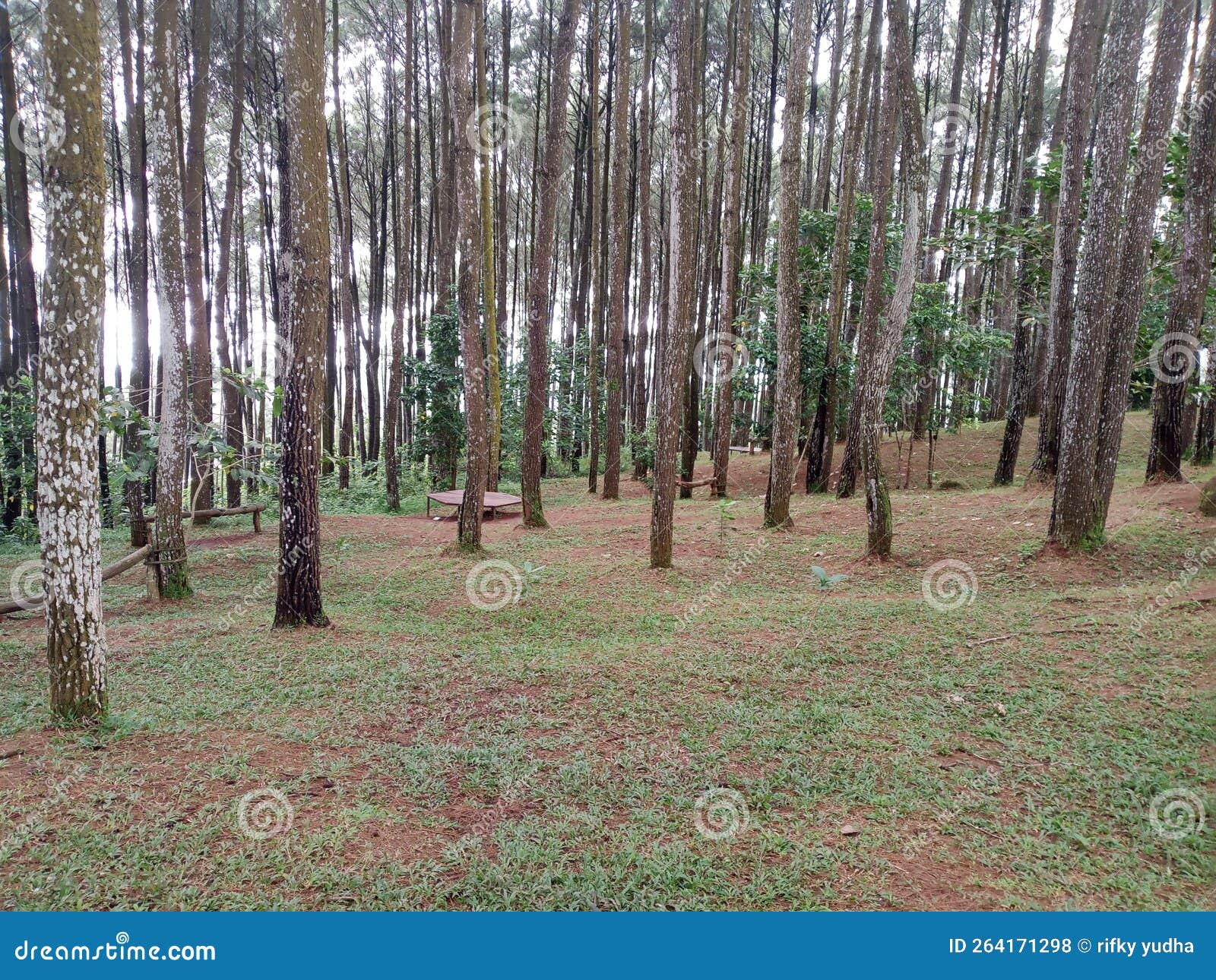 Pine Trees Lined Up Neatly and Cool Stock Photo - Image of pine, lined ...