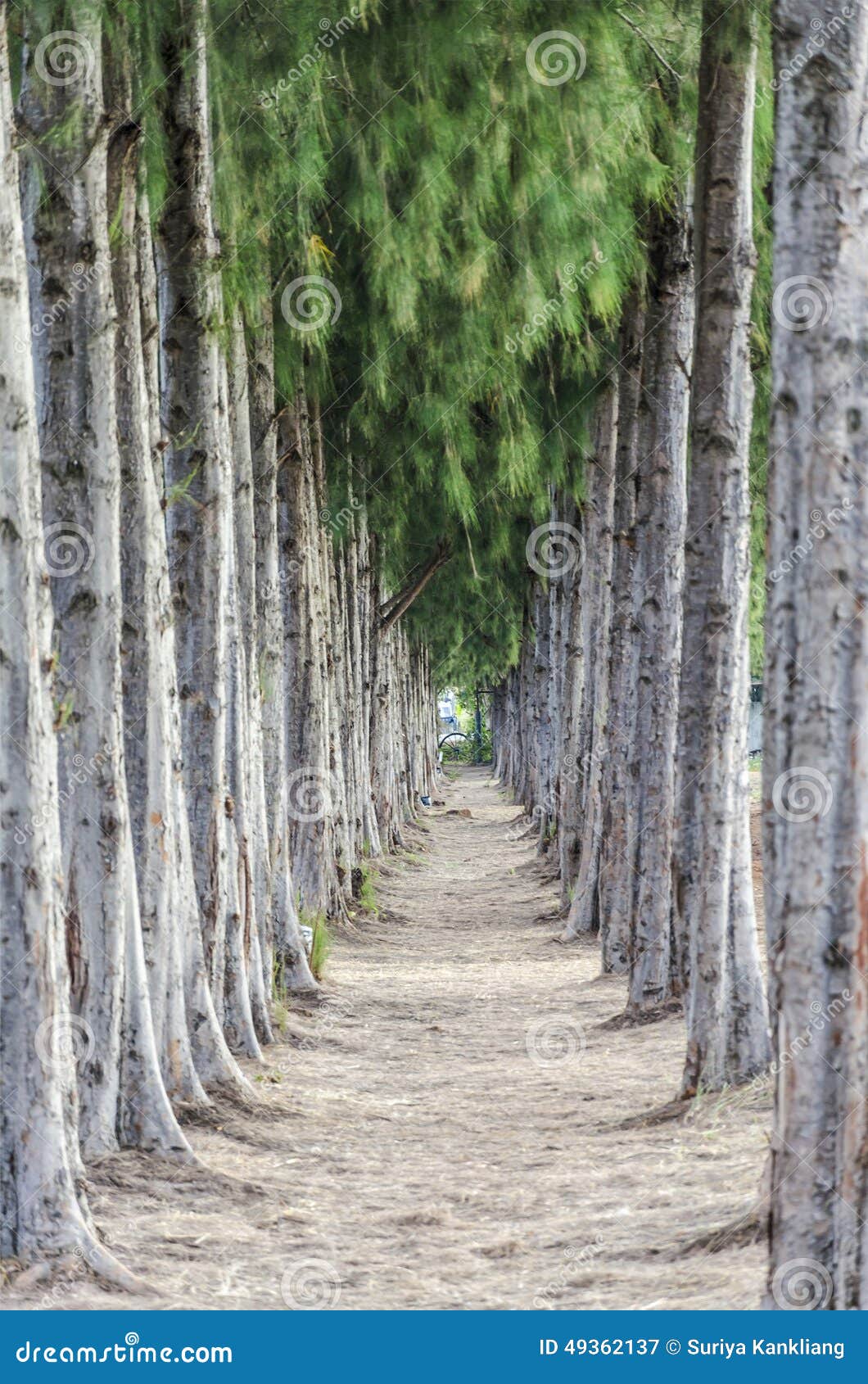 Pine Trees Lined Which Have Walkway in the Middle. Stock Image - Image ...