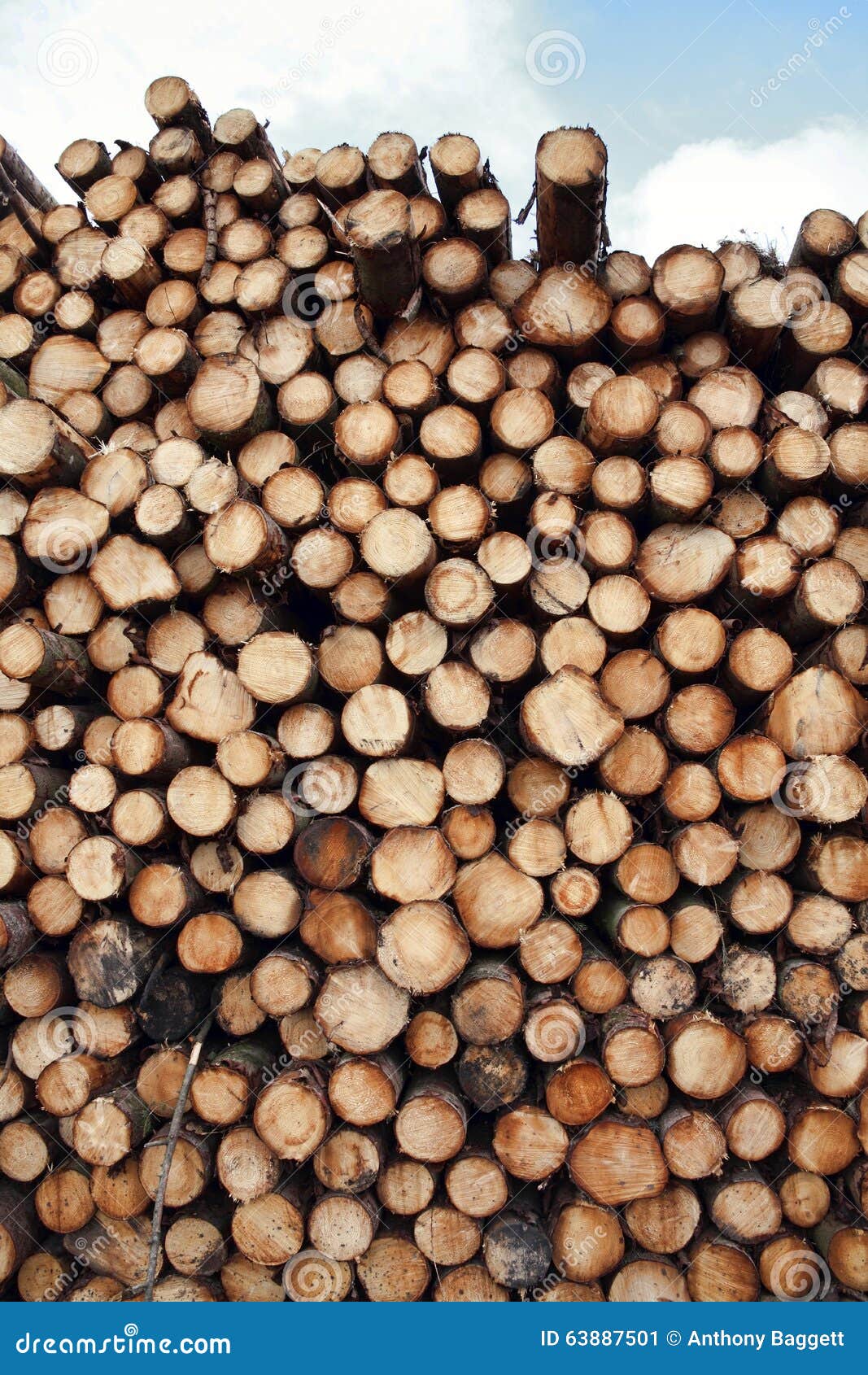 Pine trees log stock image. Image of chainsaw, destruction - 63887501