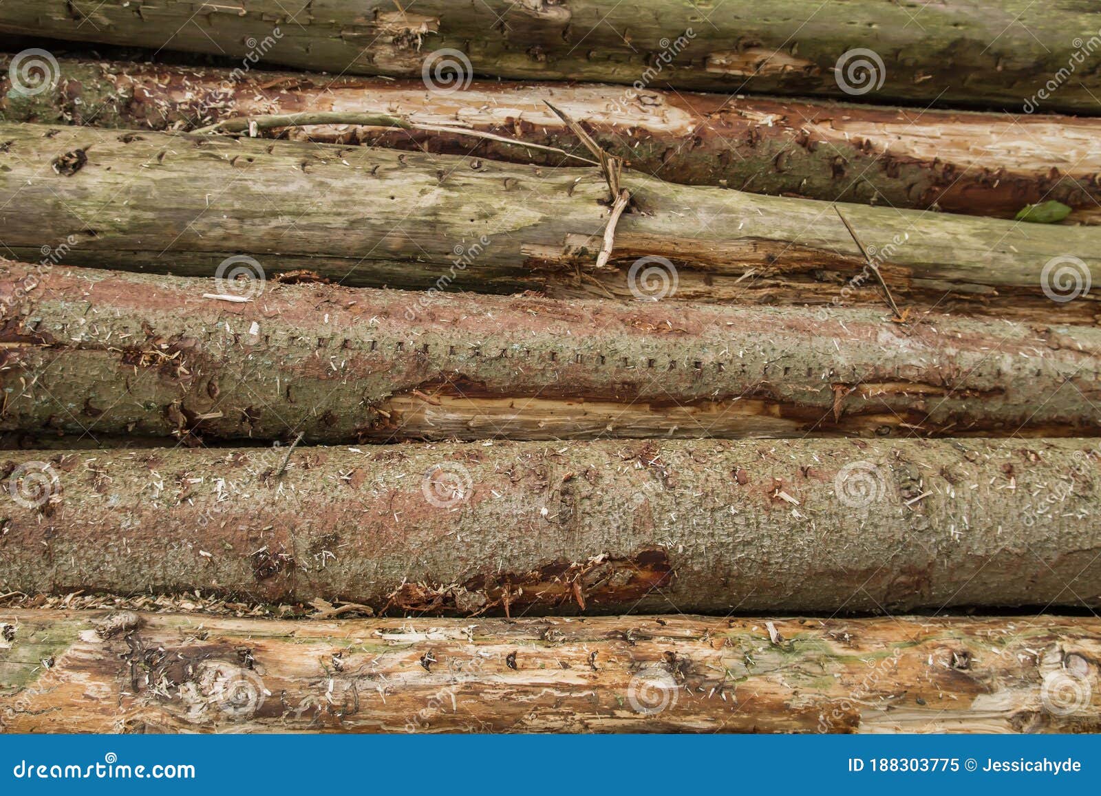 Pine Trees Logs Chopped Down Stock Image - Image of destroy, chopped ...