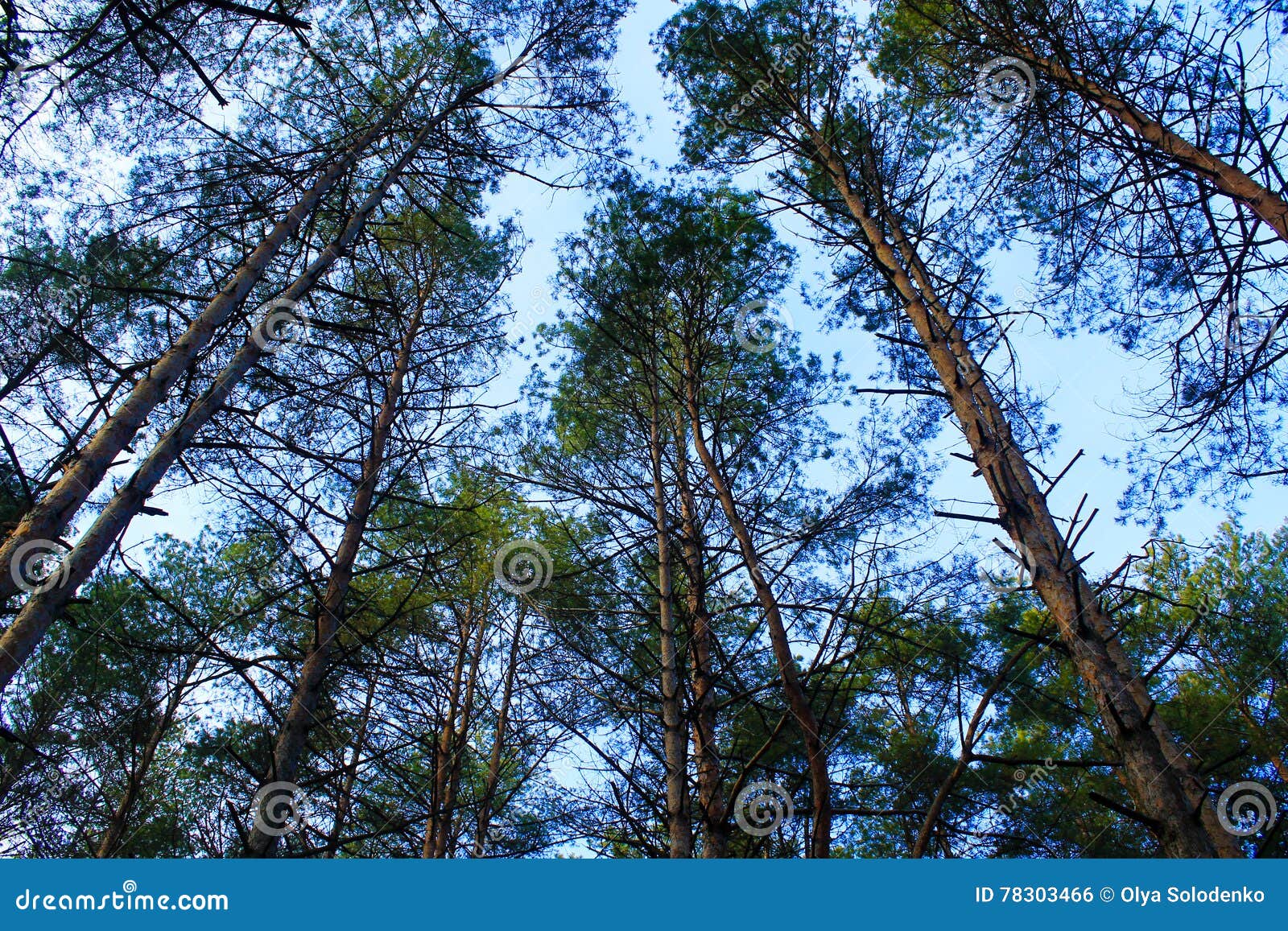 Pine trees. Looking up stock photo. Image of plant, rural - 78303466