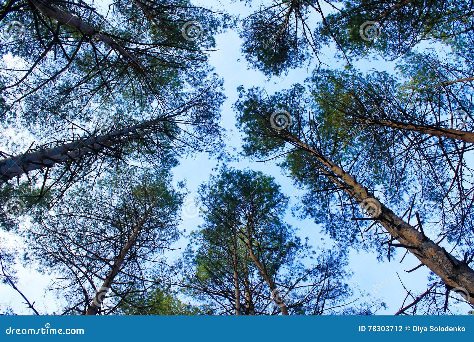 Pine trees. Looking up stock photo. Image of light, look - 78303712