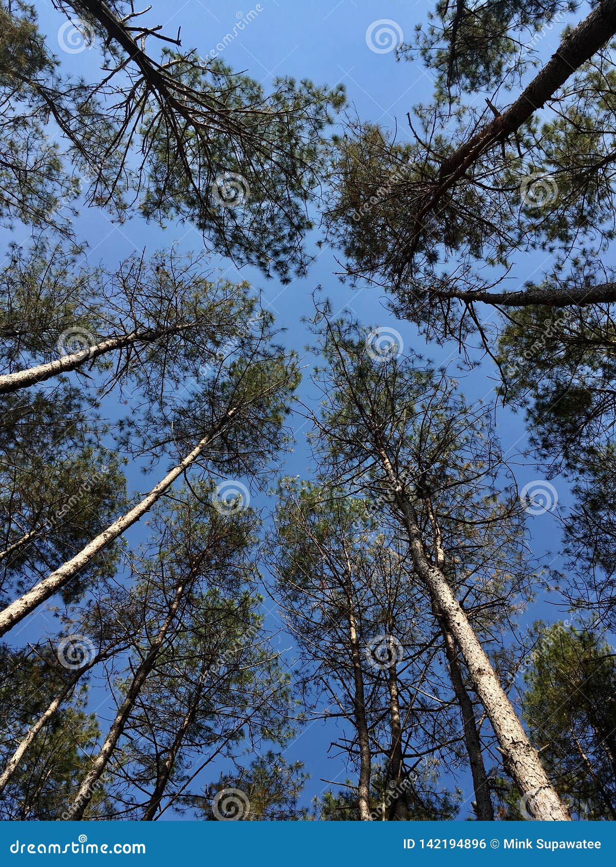 Pine Trees, Looking Up from the Ground. Stock Photo - Image of blue ...