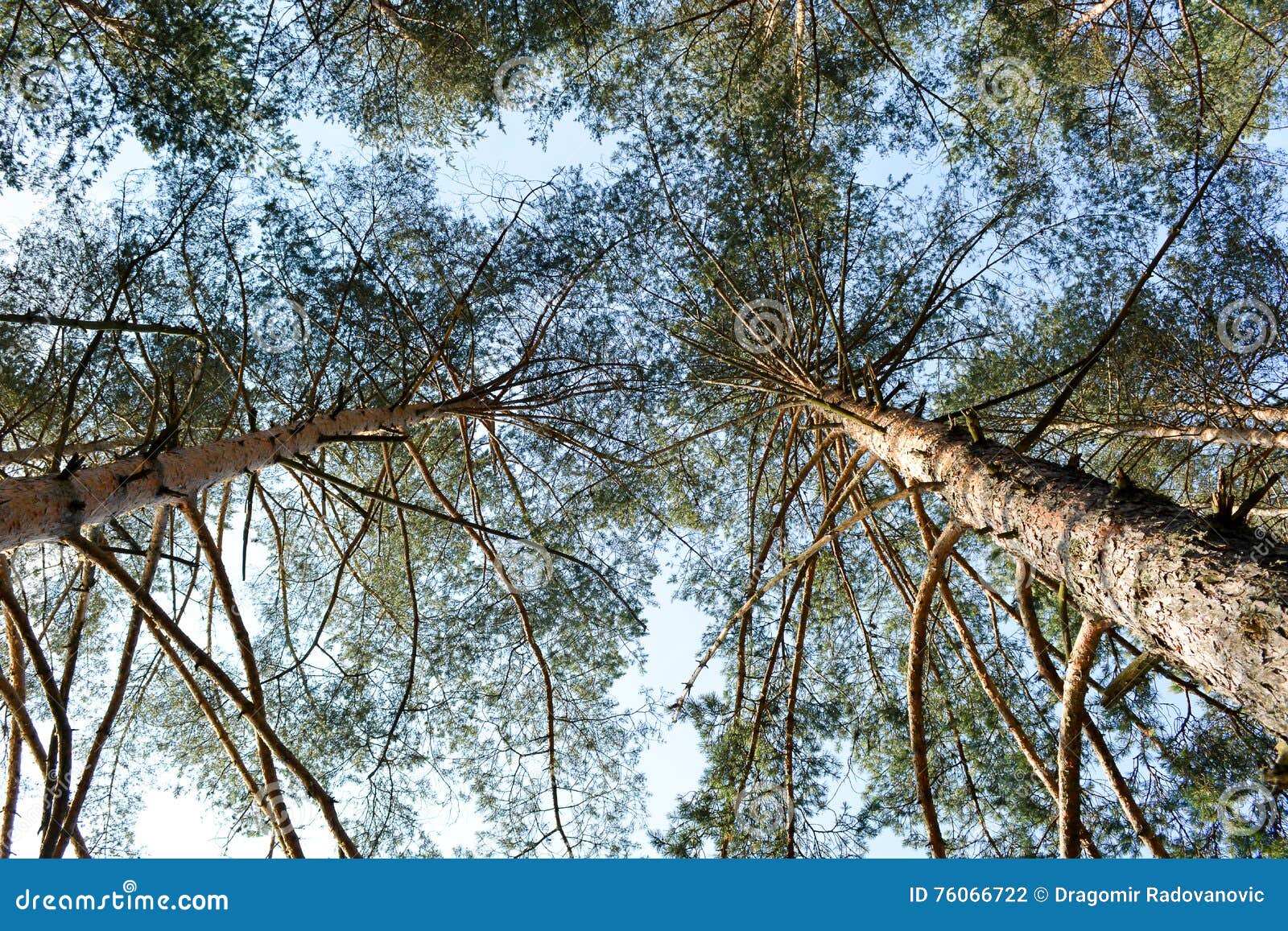 Pine trees when looking up stock photo. Image of country - 76066722