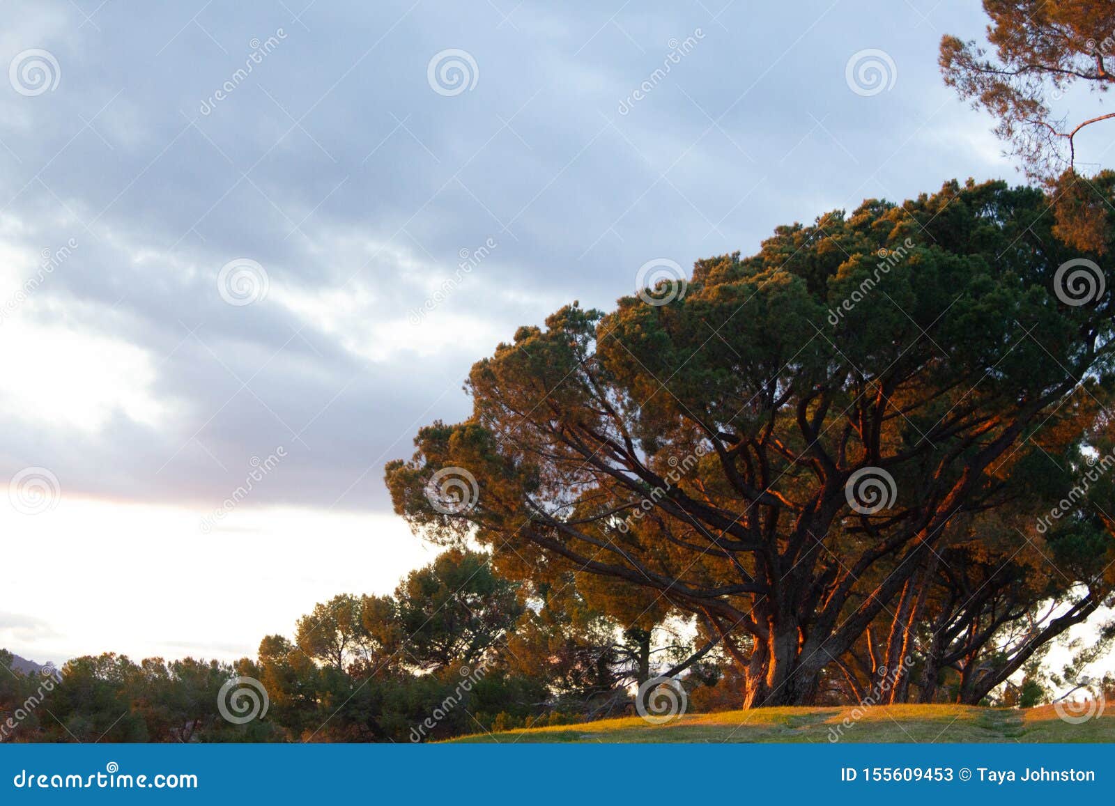Pine Trees Luminous in Red Sunset Glow Along Top of Grassy Knoll Stock ...