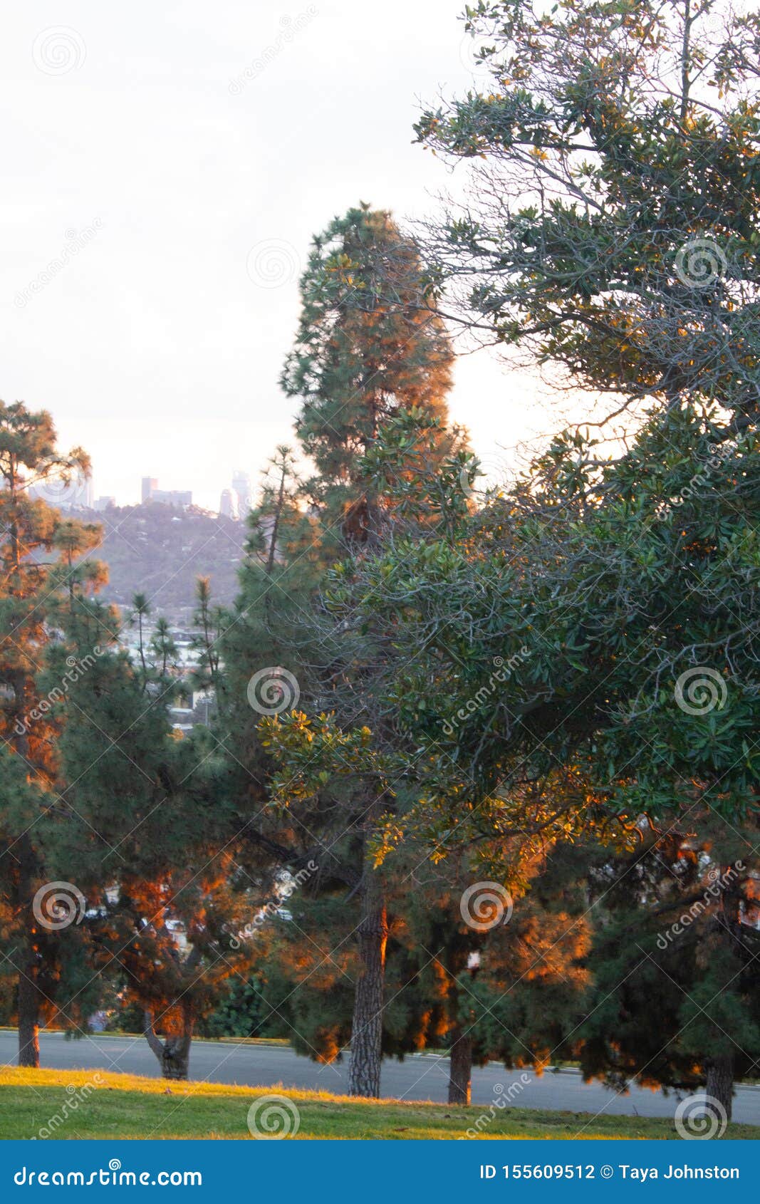Pine Trees Luminous in Red Sunset Glow Along Top of Grassy Knoll Stock ...