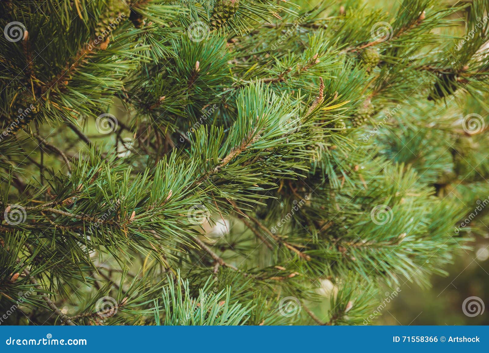 Pine Trees Macro Filtered stock photo. Image of majestic - 71558366