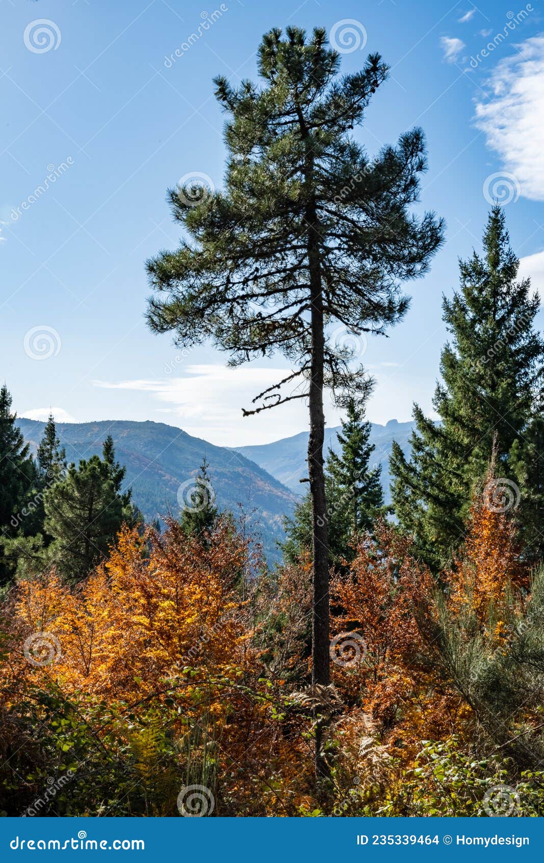 Pine Trees on Manteigas Valley Stock Photo - Image of environment ...