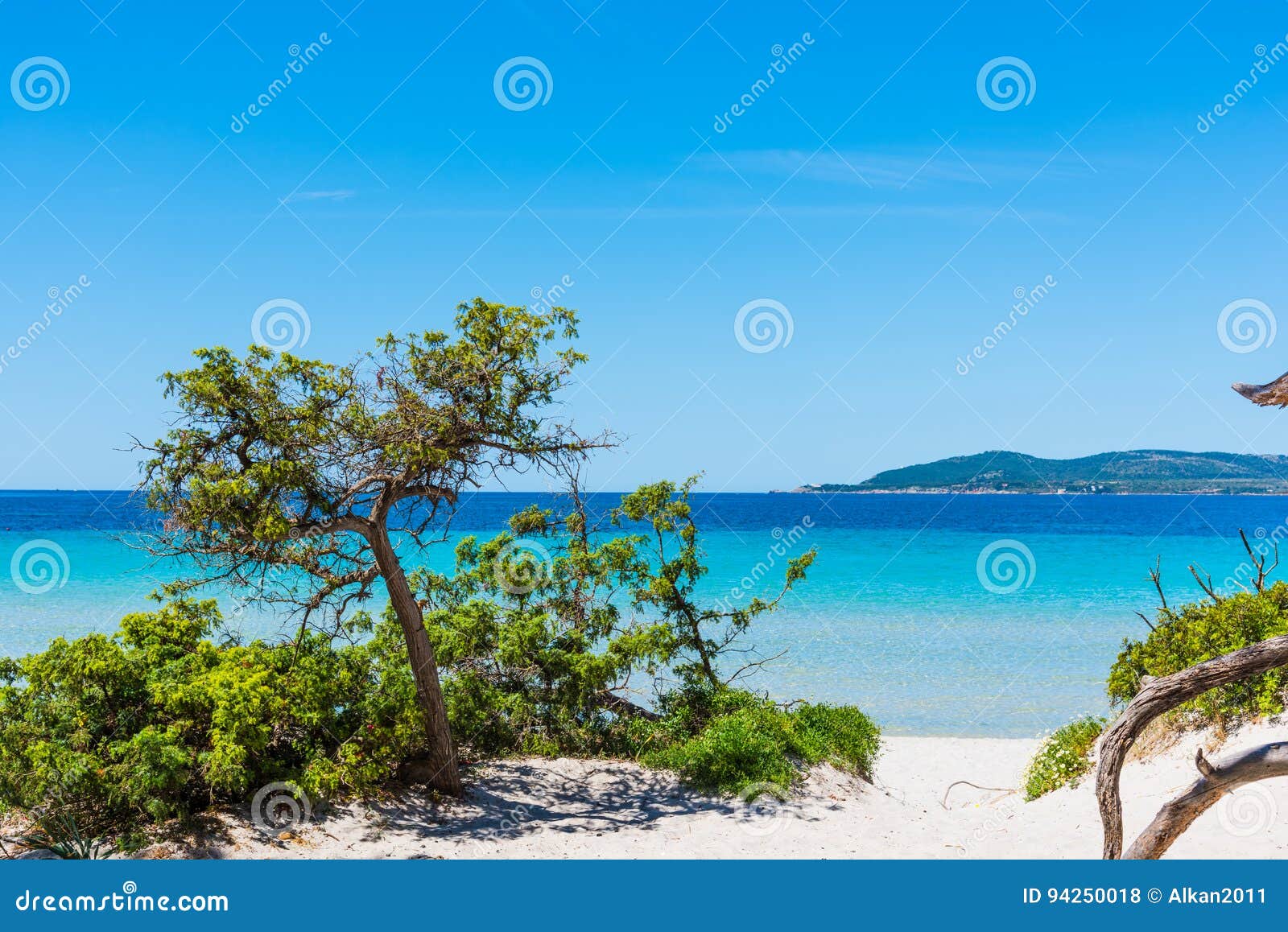 Pine Trees in Maria Pia Beach Stock Photo - Image of park, light: 94250018