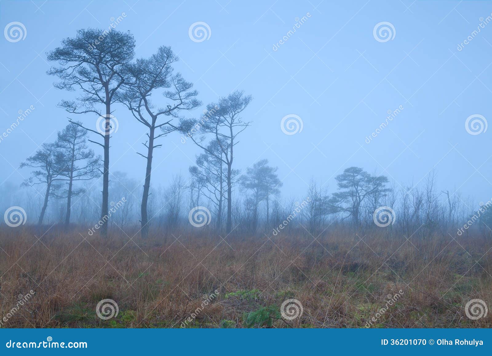 Pine trees on marsh in fog stock photo. Image of pine - 36201070
