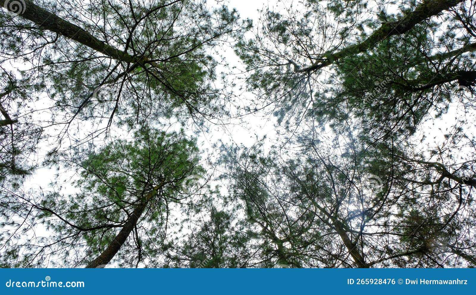 Pine Trees in Merapi Volcano. Low-angel Shot Stock Photo - Image of ...