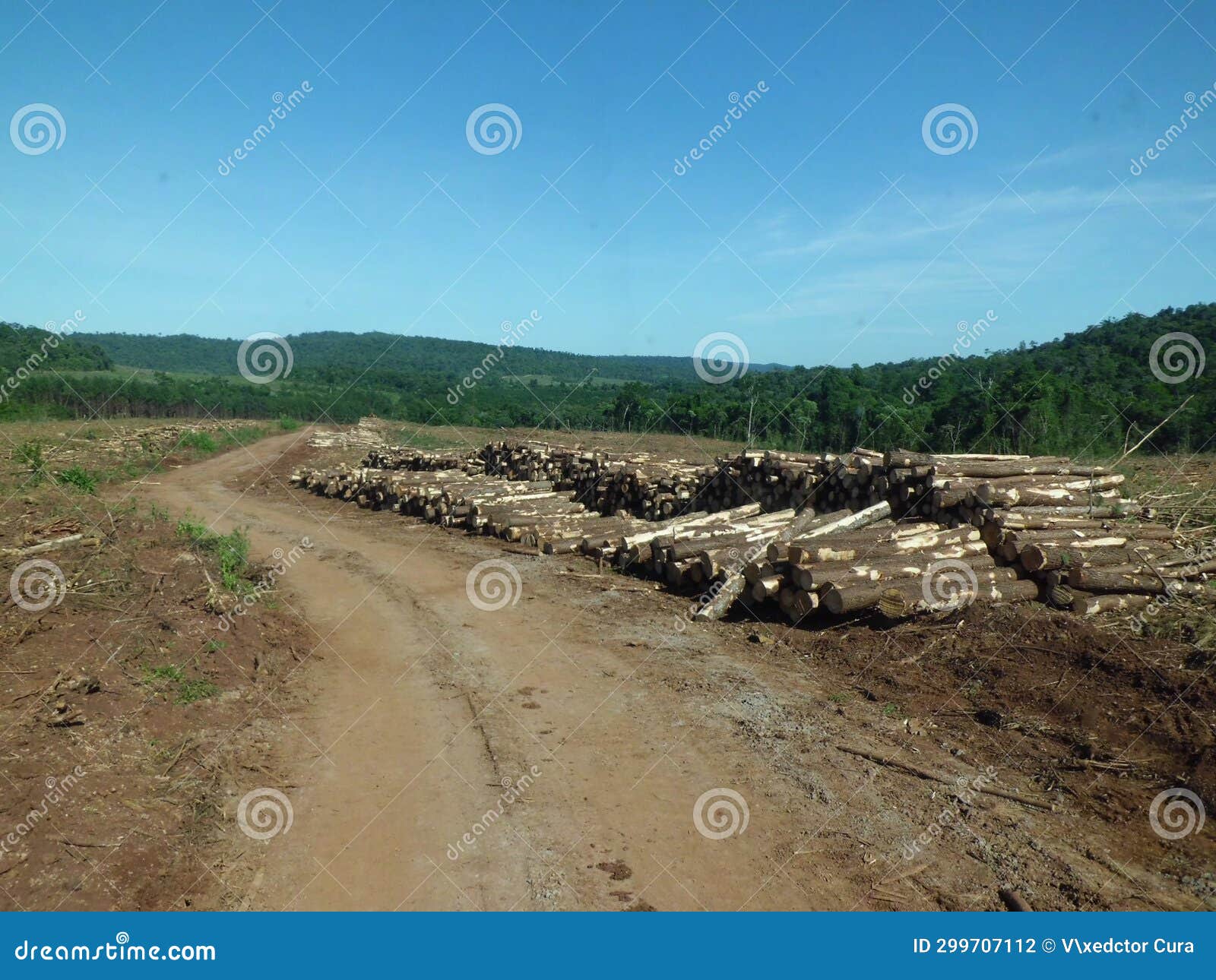 Deforestation in the Misiones Jungle Stock Photo - Image of destruction ...