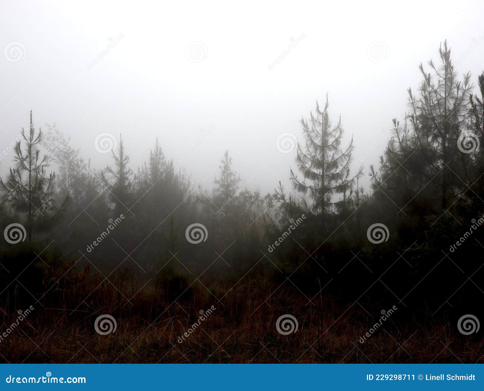 Pine Trees in the Mist at Kaapsehoop Stock Image - Image of leaf, hill ...