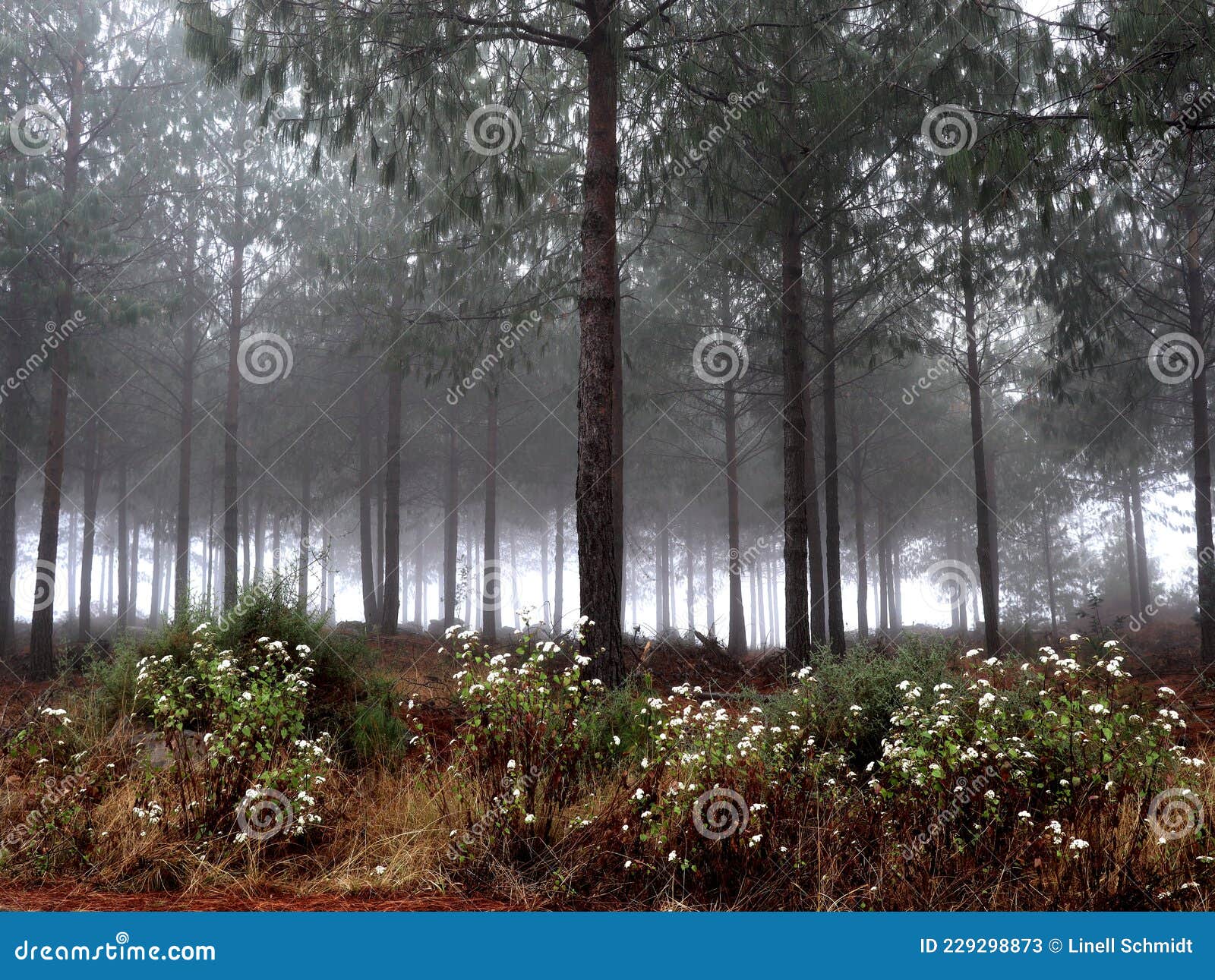 Pine Trees in the Mist at Kaapsehoop Stock Image - Image of morning ...