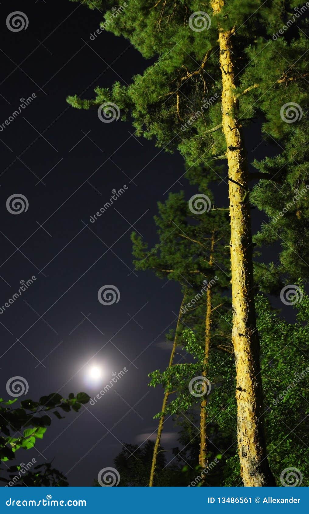 Pine trees and moon stock image. Image of coniferous - 13486561