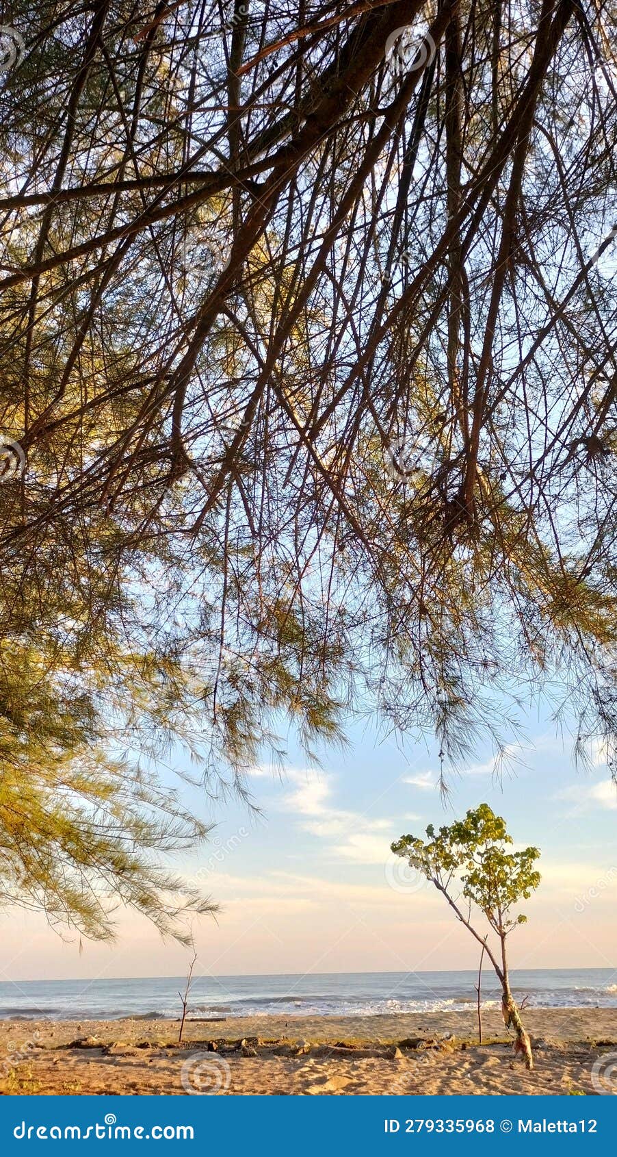 Pine Trees are the Most Comfortable Shelter when on the Beach with the ...