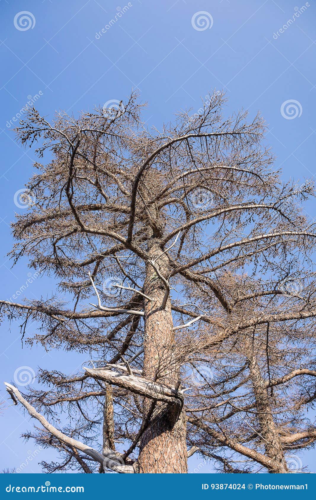 Pine trees at Mount Fuji stock photo. Image of pine, tokyo - 93874024