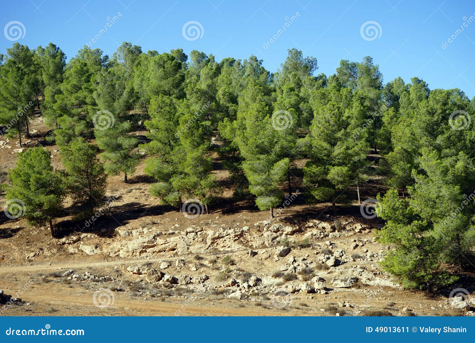Pine trees stock image. Image of israel, stone, dirt - 49013611