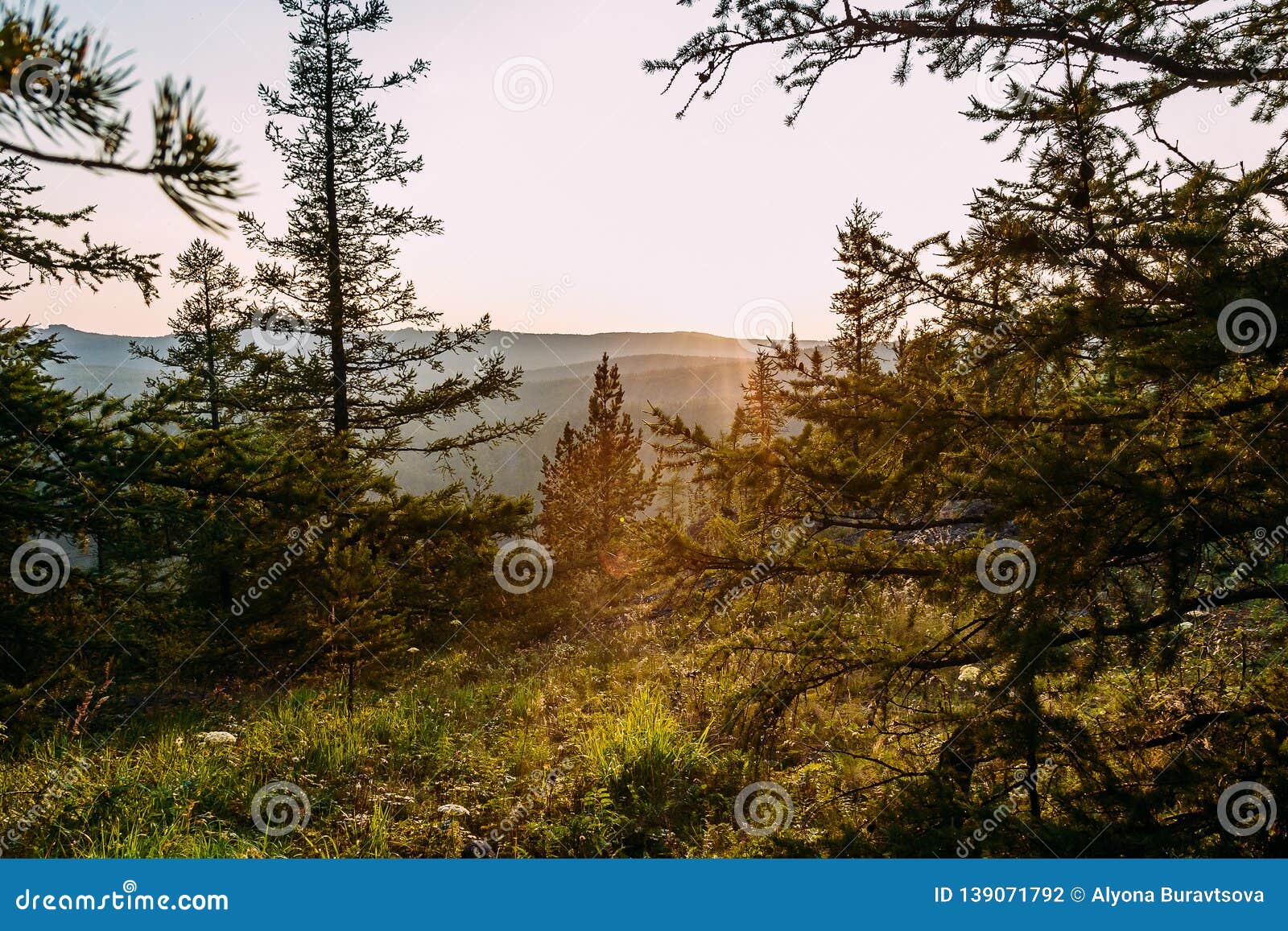 Pine Trees on the Mountain Against the Soft Sunset Stock Photo - Image ...