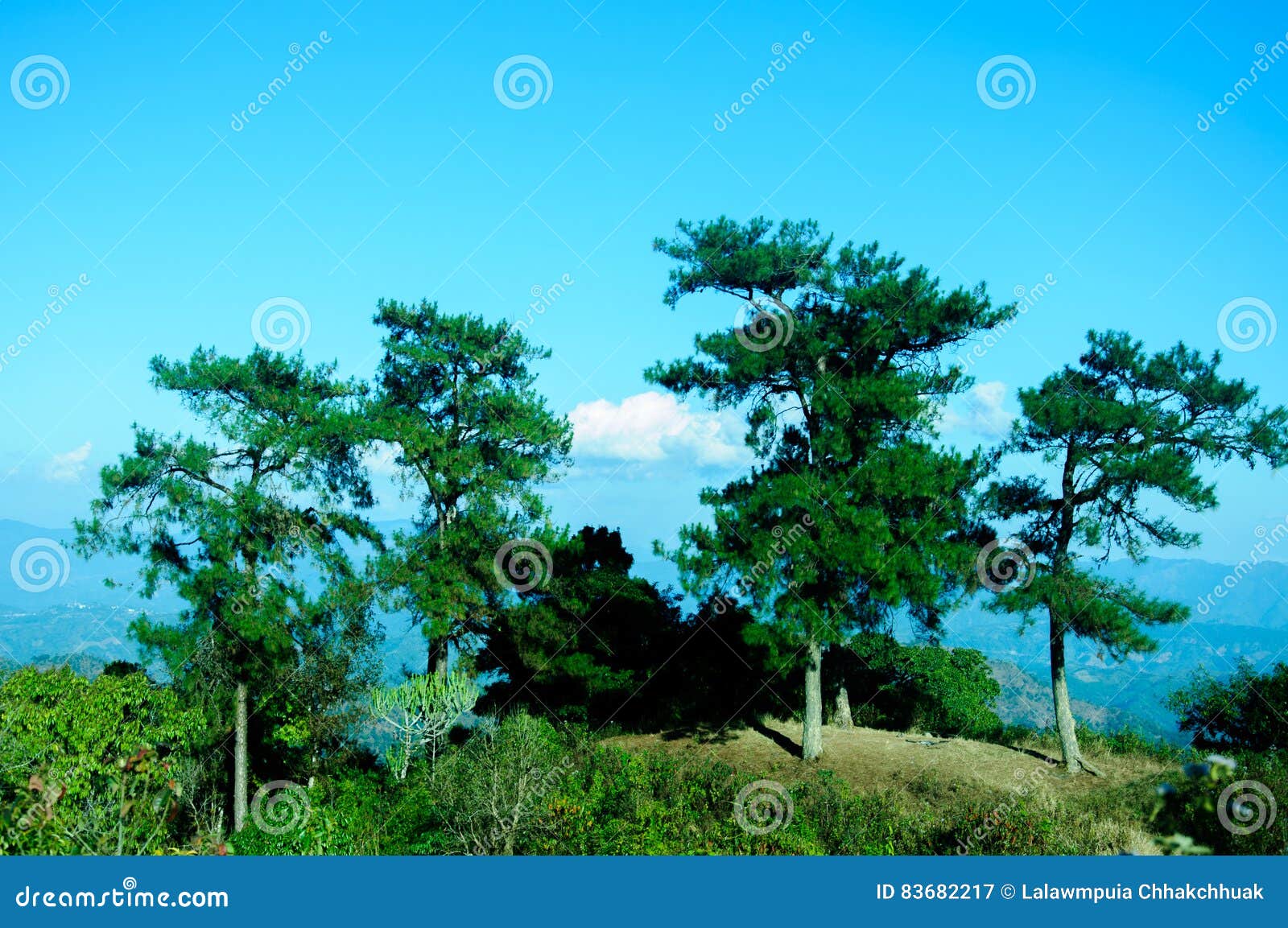 Pine trees on a mountain stock image. Image of mountain - 83682217