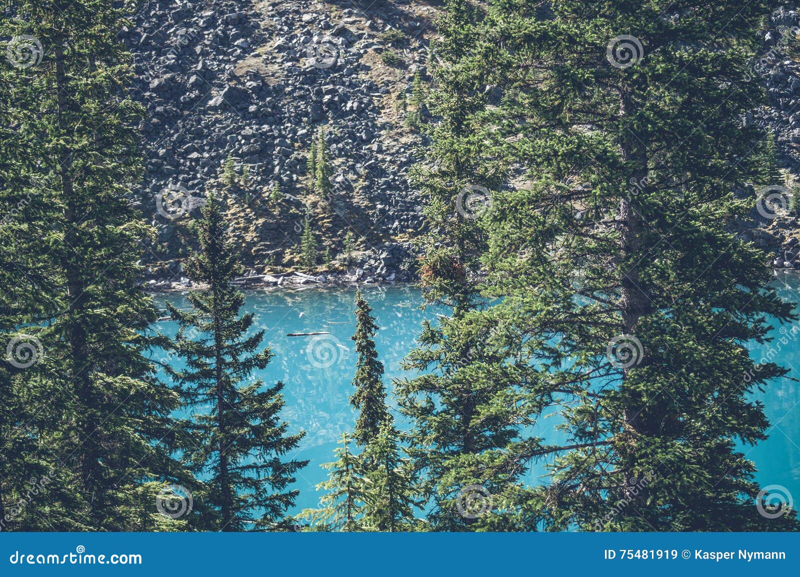 Pine Trees by a Mountain Lake Stock Image - Image of outdoors, emerald ...