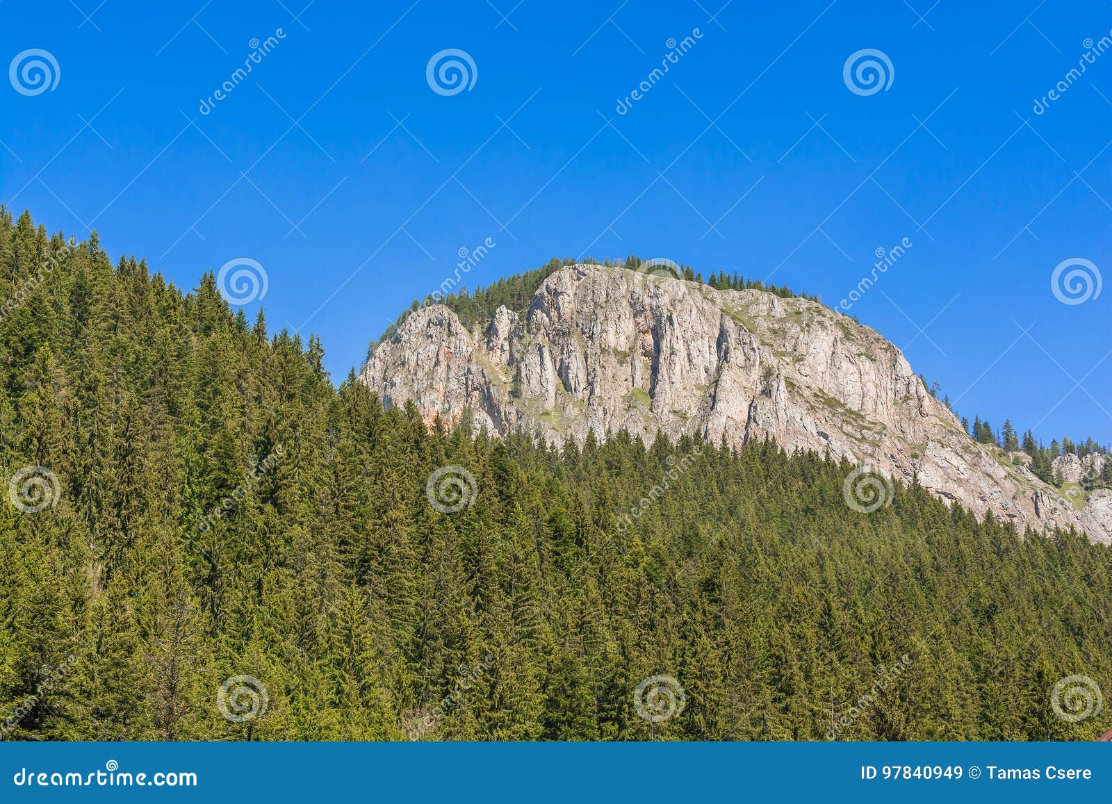 Pine Trees on Mountain Rocks in Cheile Bicaz, Transylvania, Romania ...