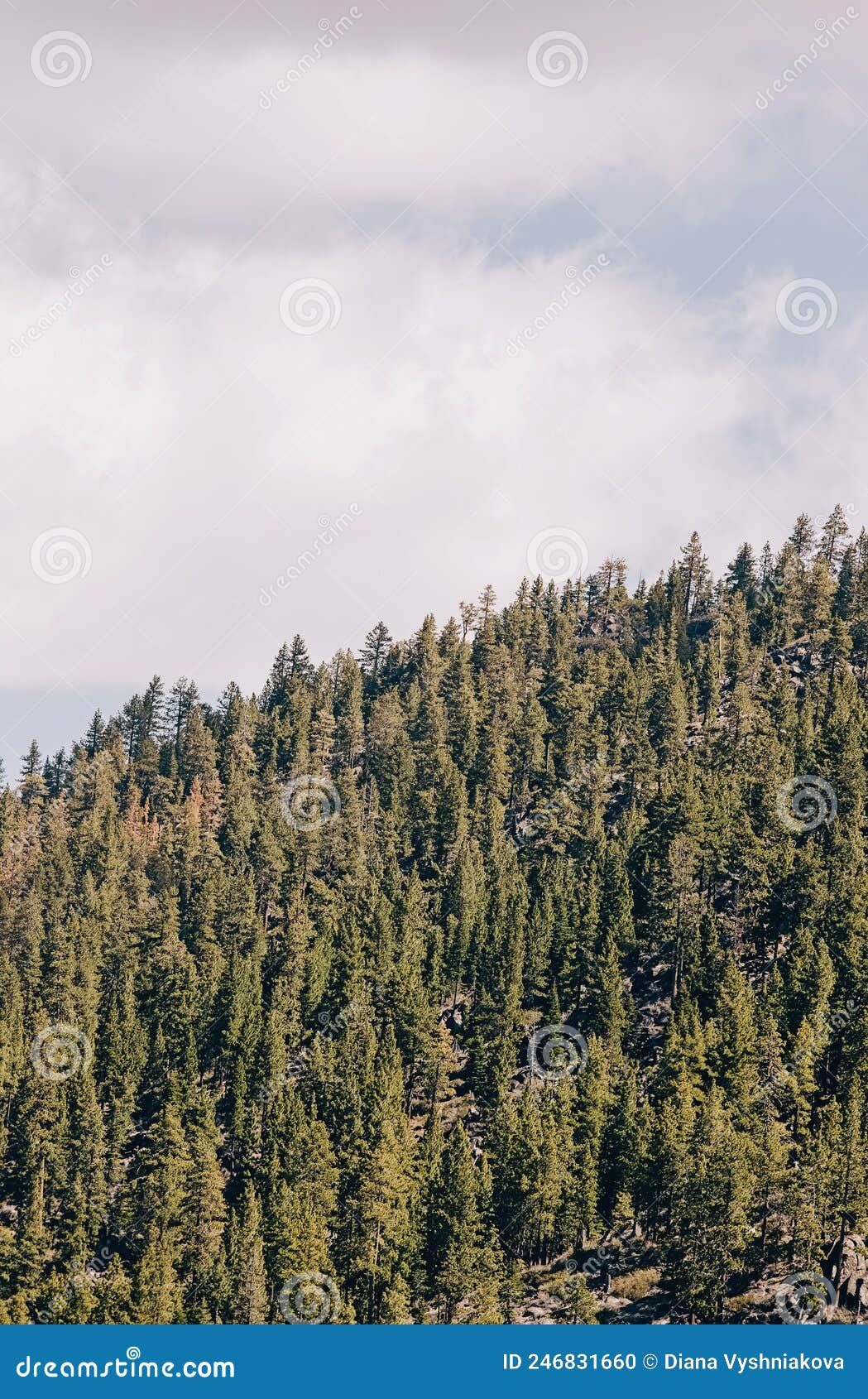 Pine Trees in the Mountains Over the Sky Stock Photo - Image of hiking ...