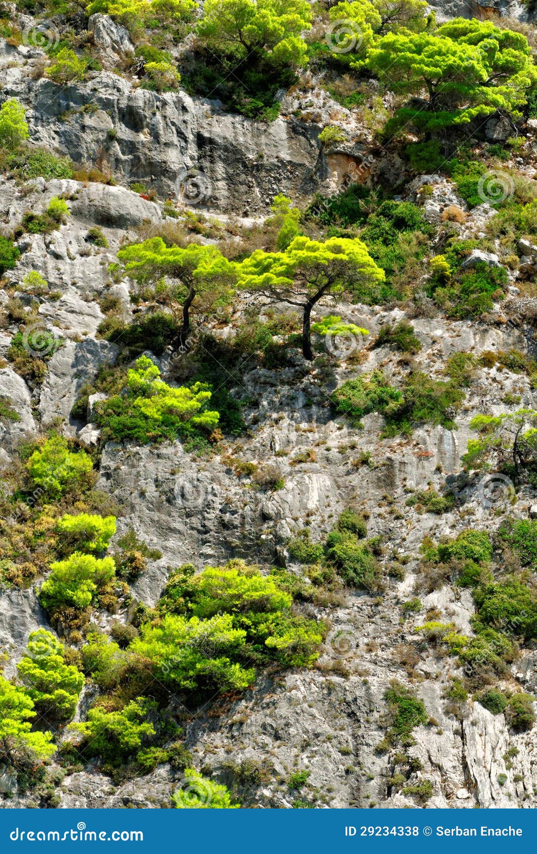 Pine trees on mountainside stock photo. Image of rocky - 29234338