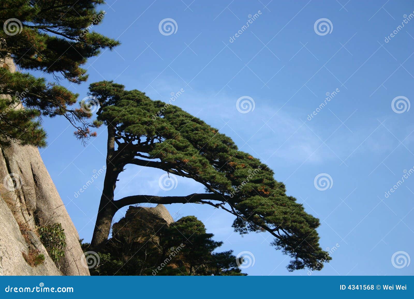 Pine trees on mountainside stock photo. Image of rocky - 4341568